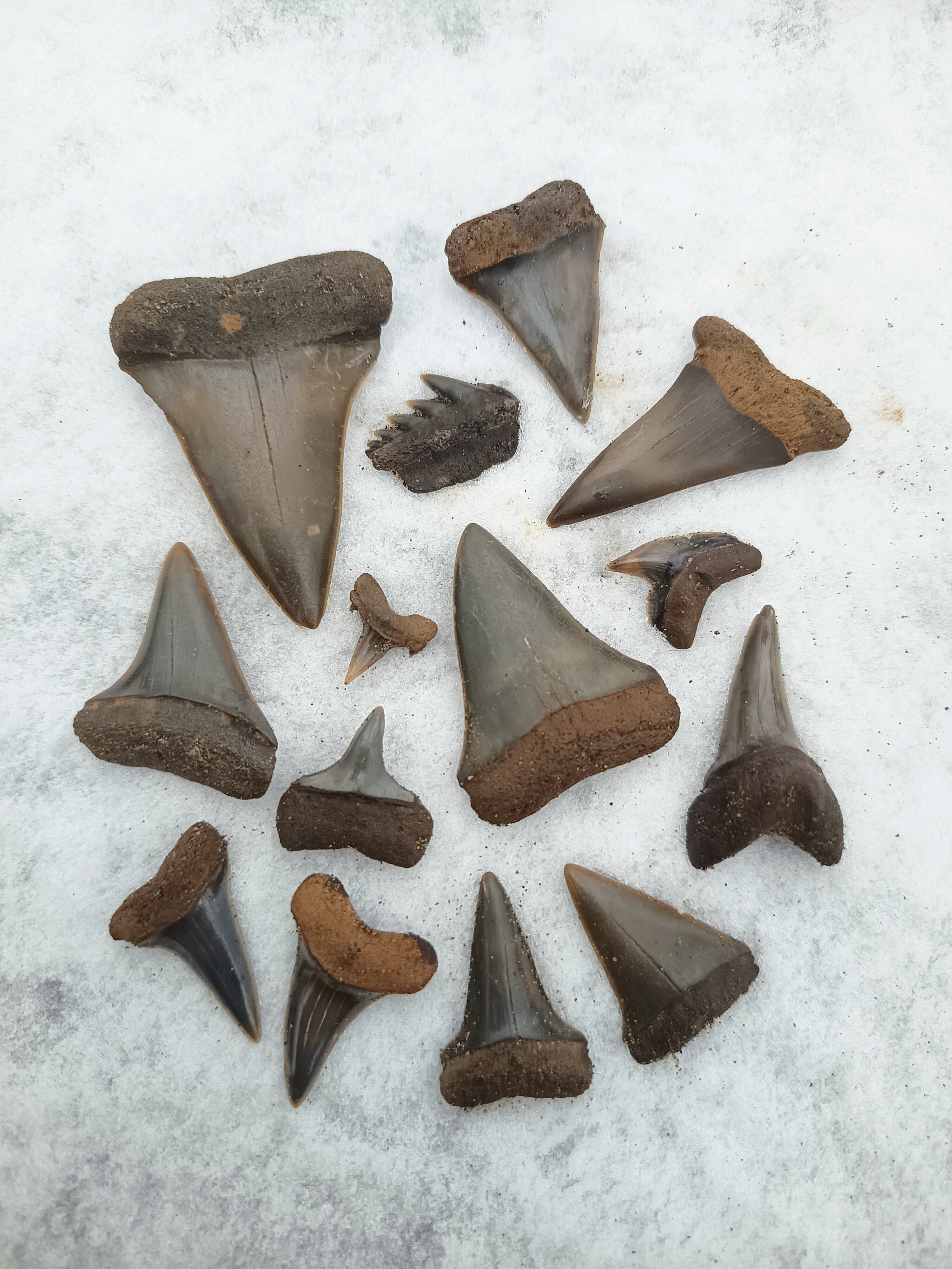 2026 Fossil Hunting in Antwerp, Belgium - Fossil Hunting Trips - The ...