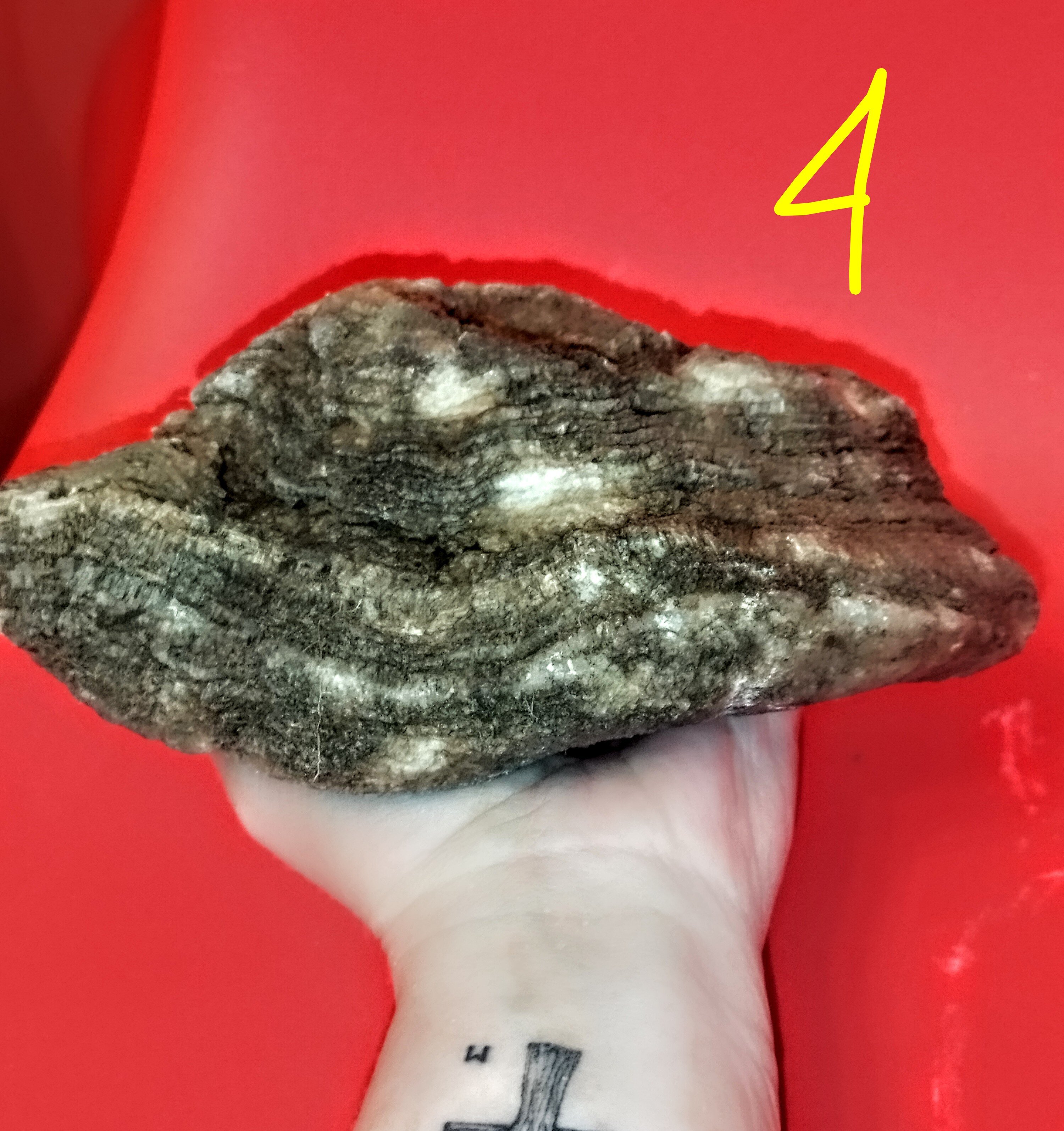 Stromatolite or stromatoporoid ? - Fossil ID - The Fossil Forum
