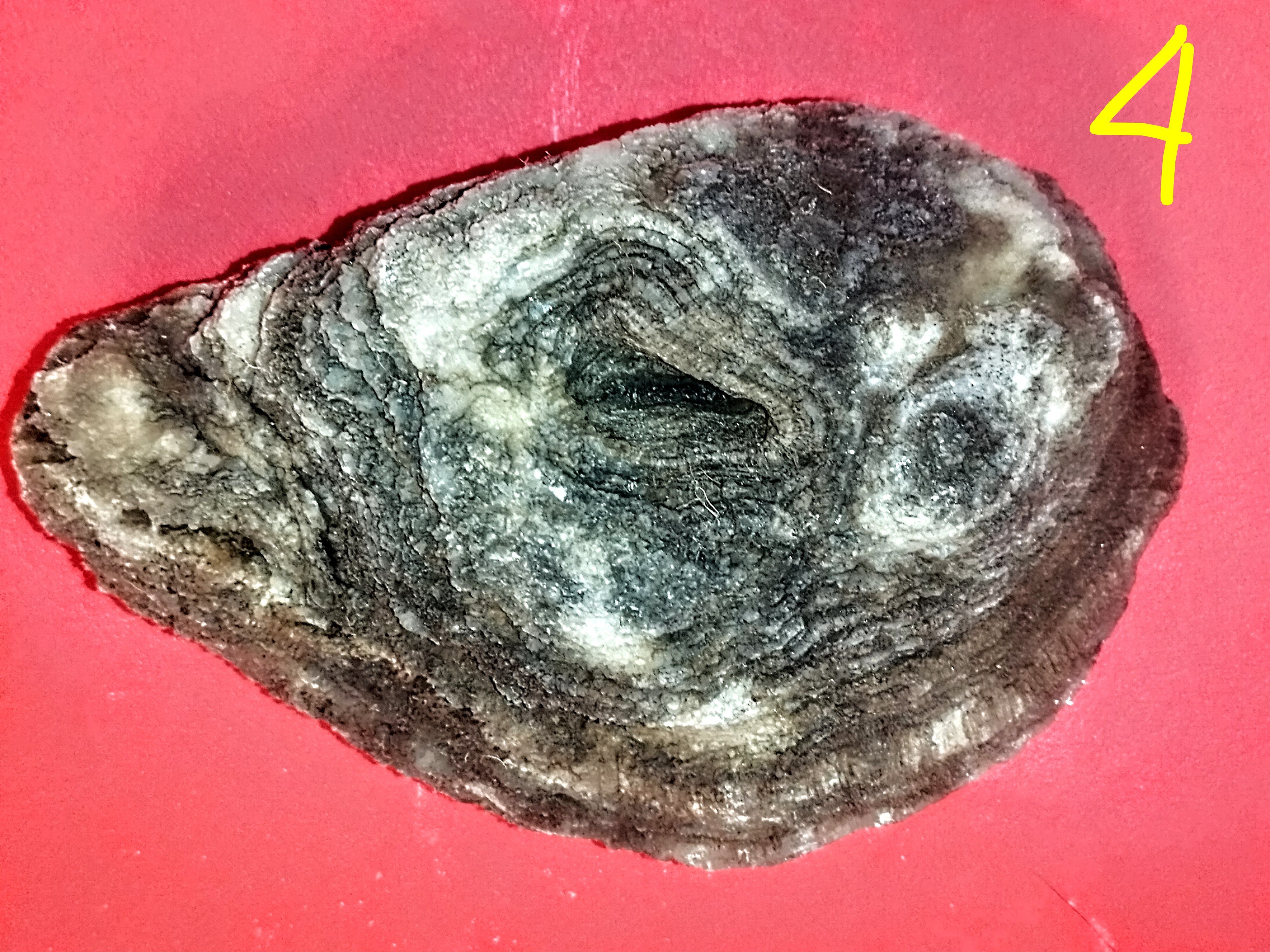Stromatolite or stromatoporoid ? - Fossil ID - The Fossil Forum