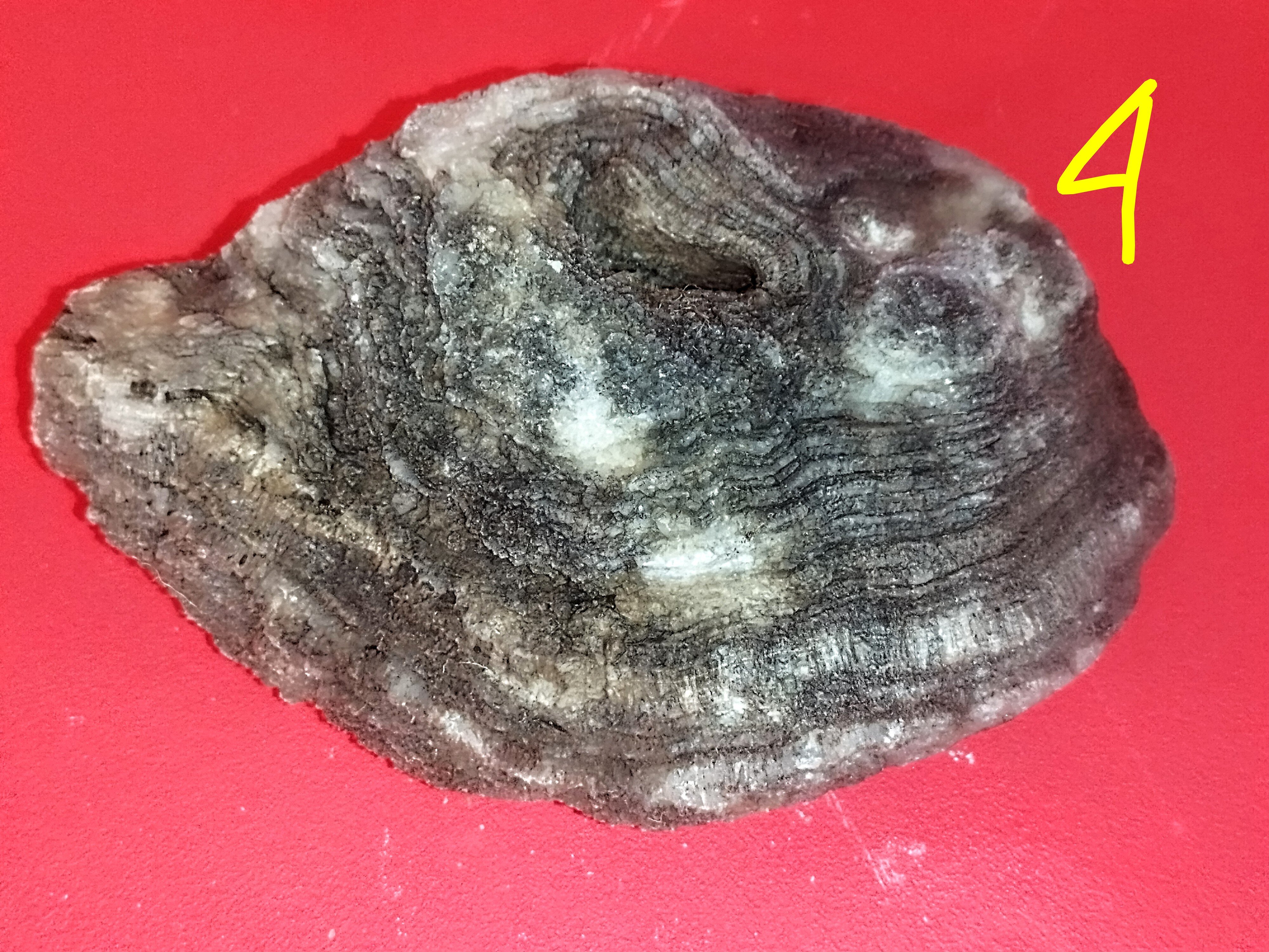 Stromatolite or stromatoporoid ? - Fossil ID - The Fossil Forum