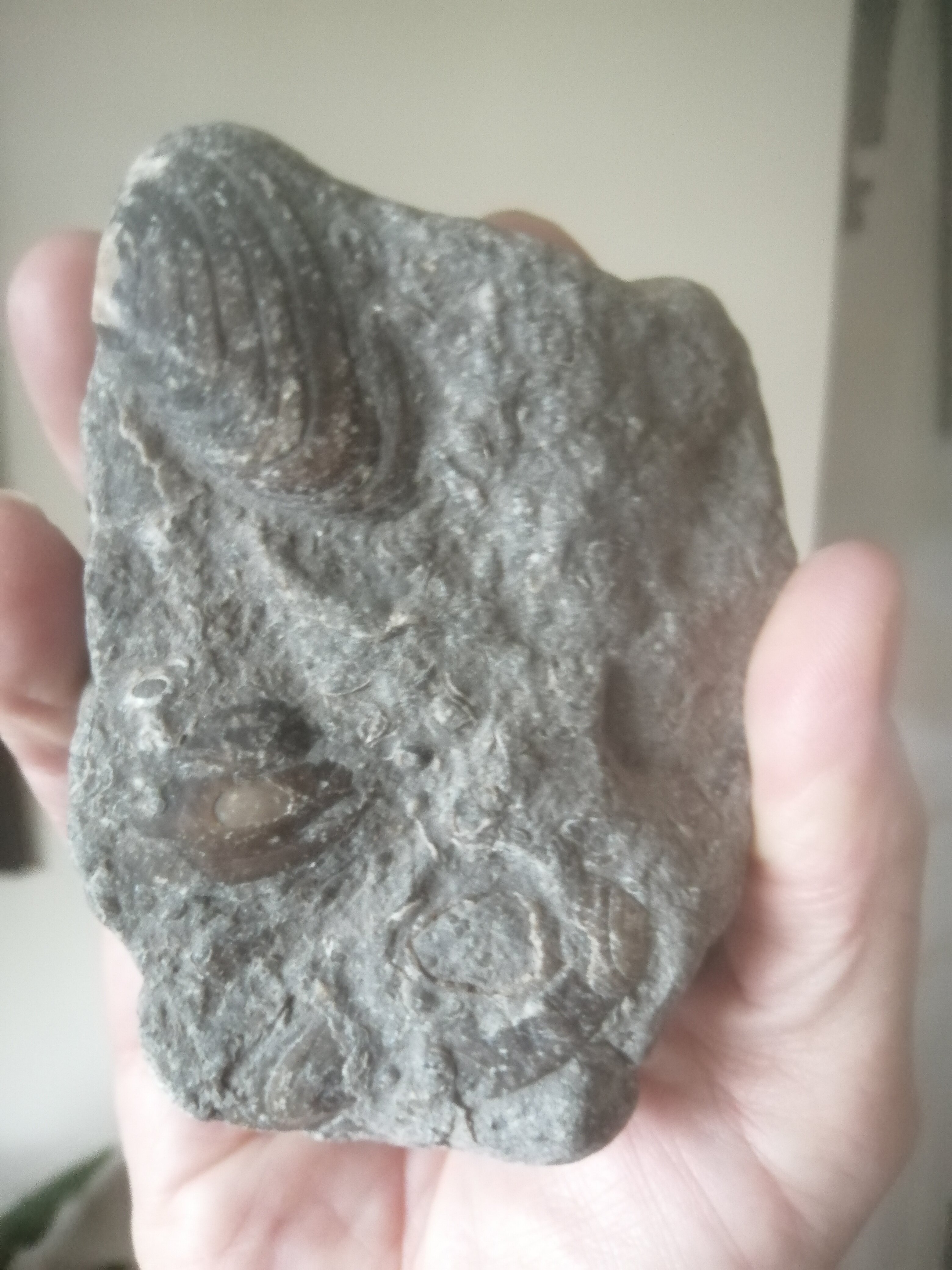 Shell Fossils - Fossil ID - The Fossil Forum