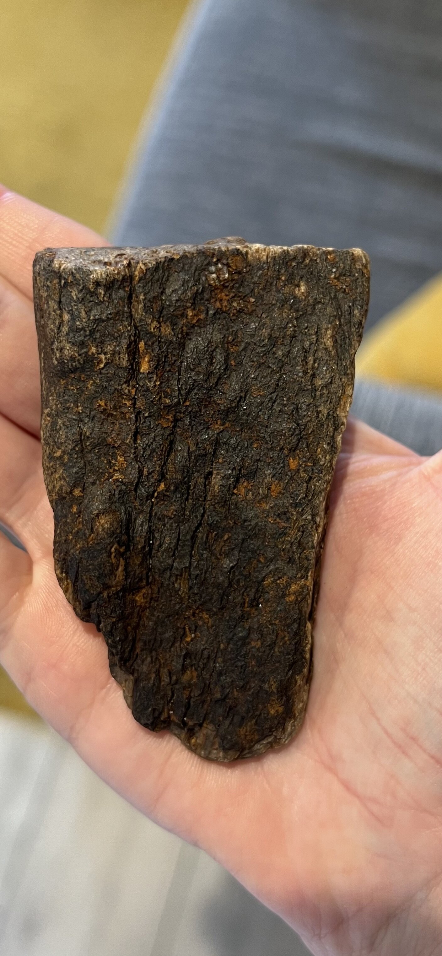 Fossilised bone? Found in Norfolk, UK - Fossil ID - The Fossil Forum