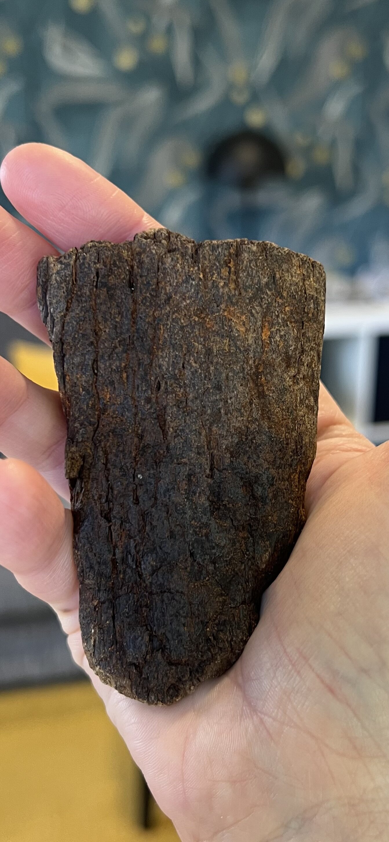 Fossilised bone? Found in Norfolk, UK - Fossil ID - The Fossil Forum