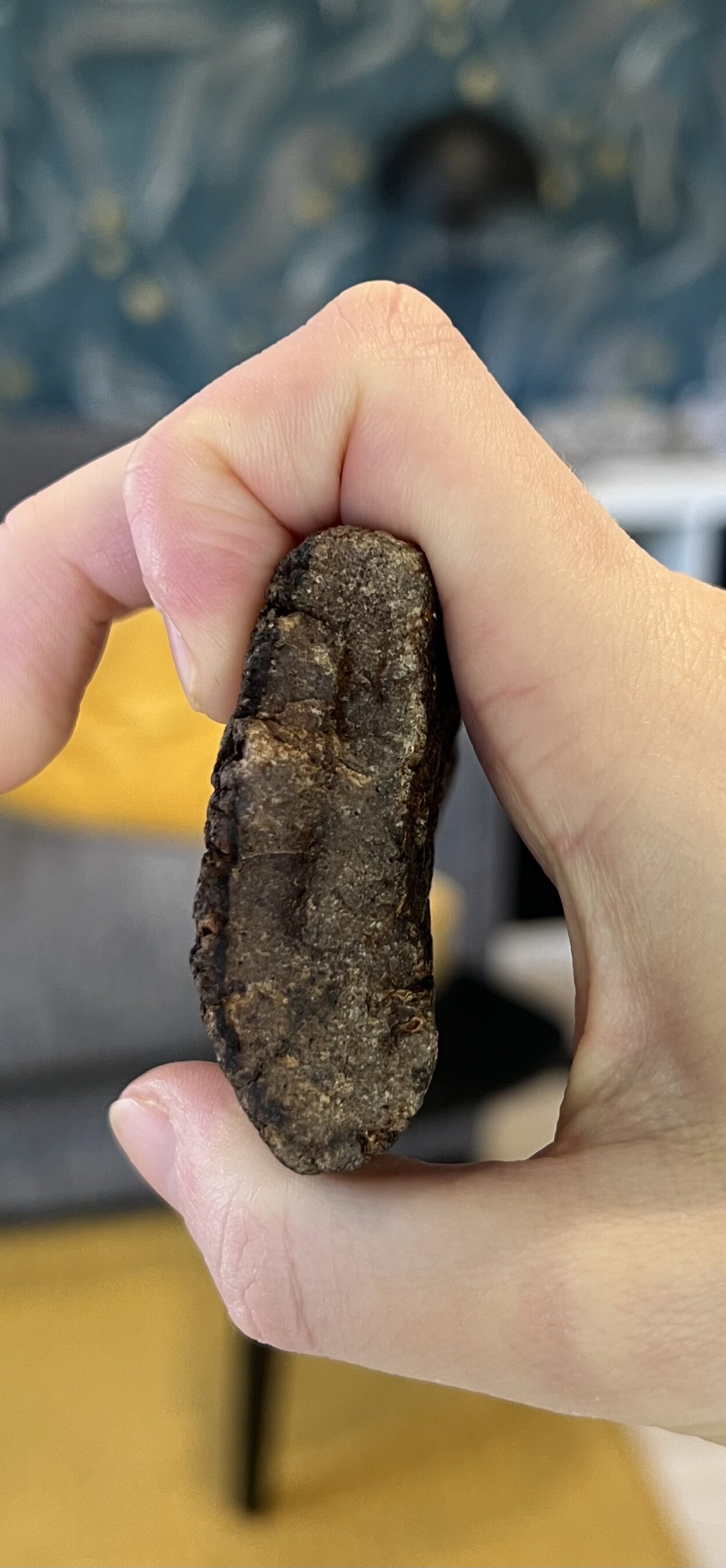 Fossilised bone? Found in Norfolk, UK - Fossil ID - The Fossil Forum