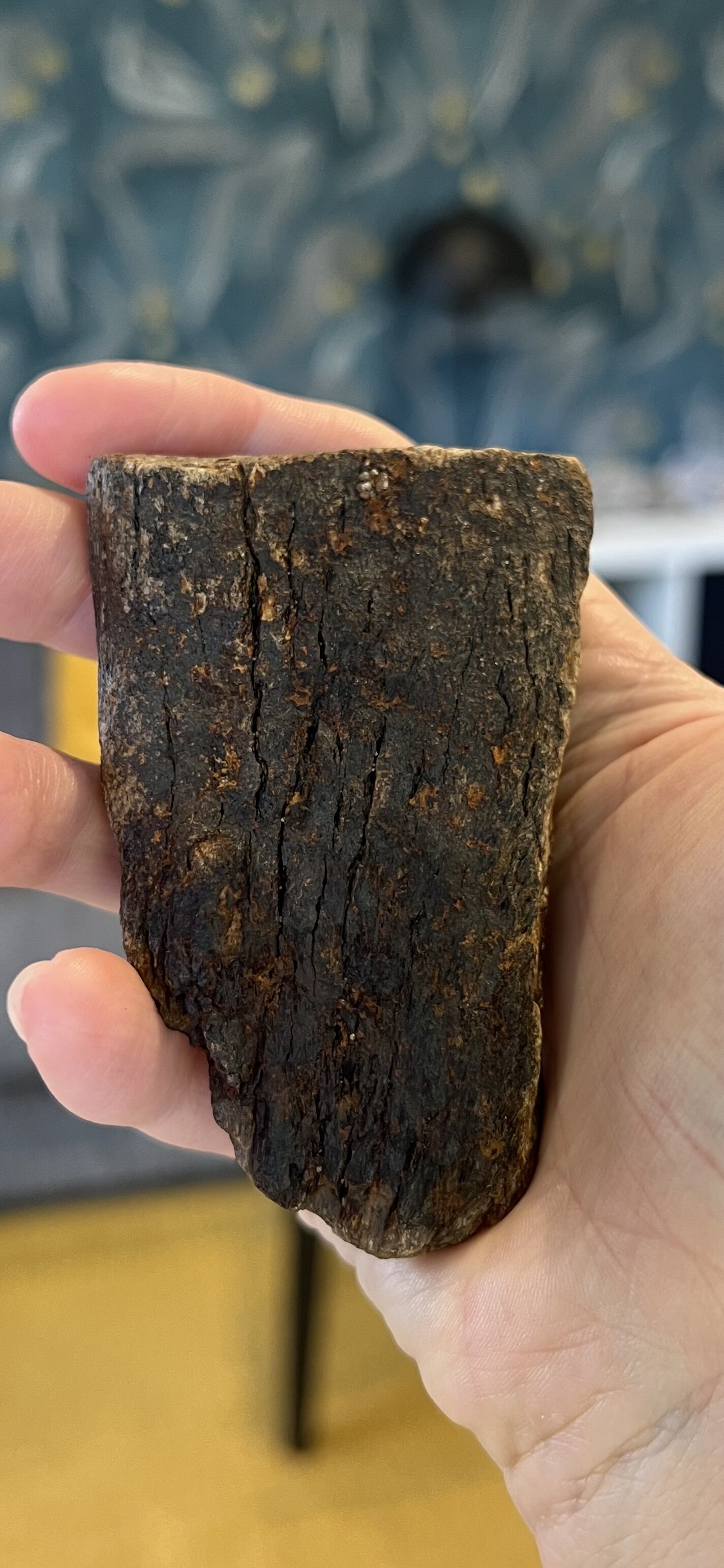 Fossilised bone? Found in Norfolk, UK - Fossil ID - The Fossil Forum