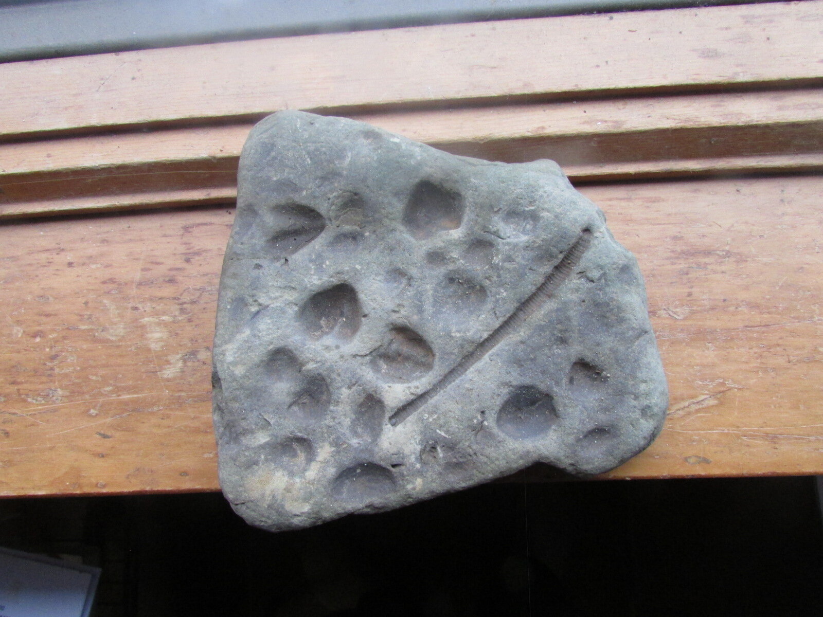 take a look at this crinoid stem *I found in the Creek today - Fossil ...