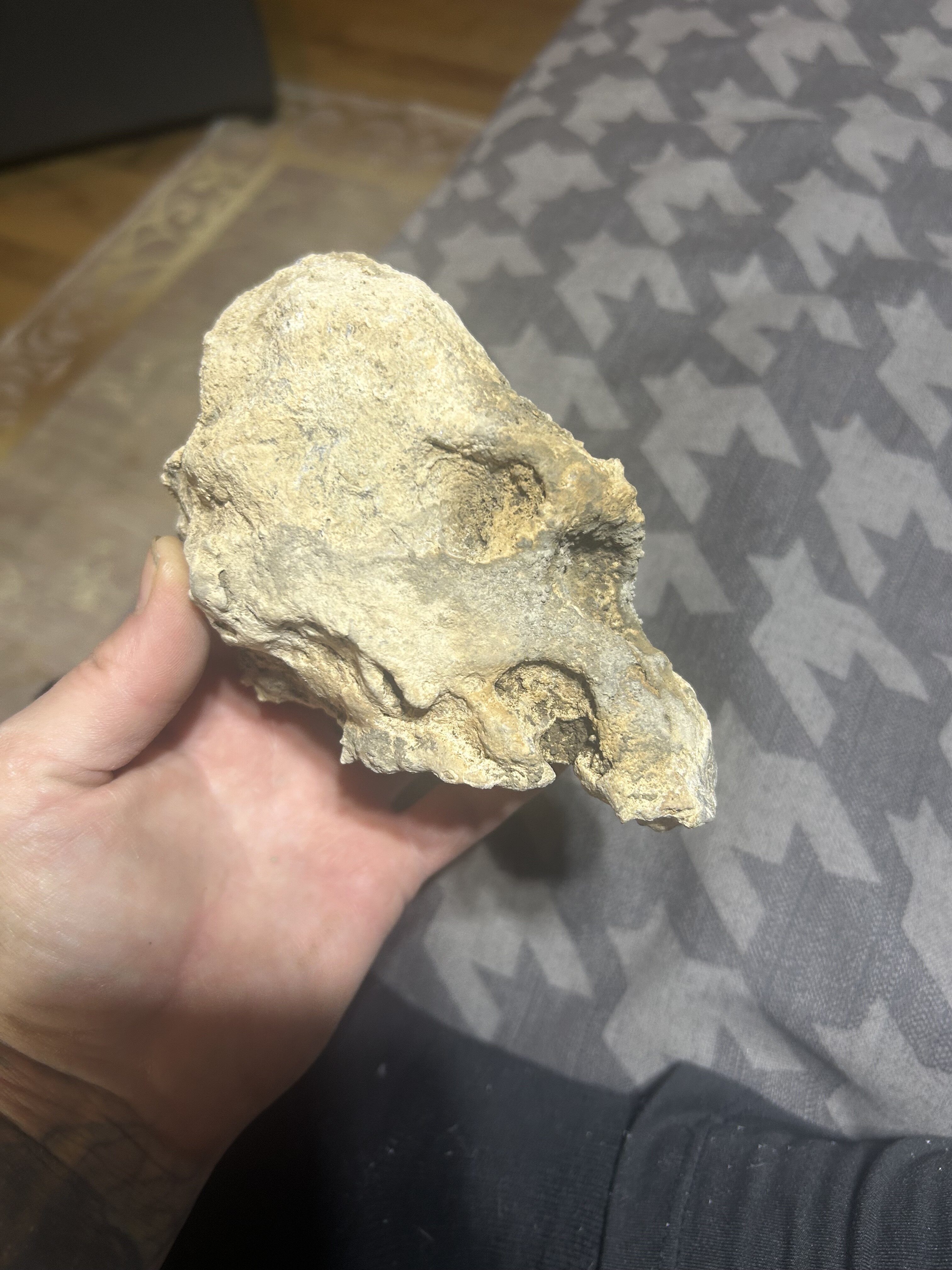 Skull - Fossil ID - The Fossil Forum
