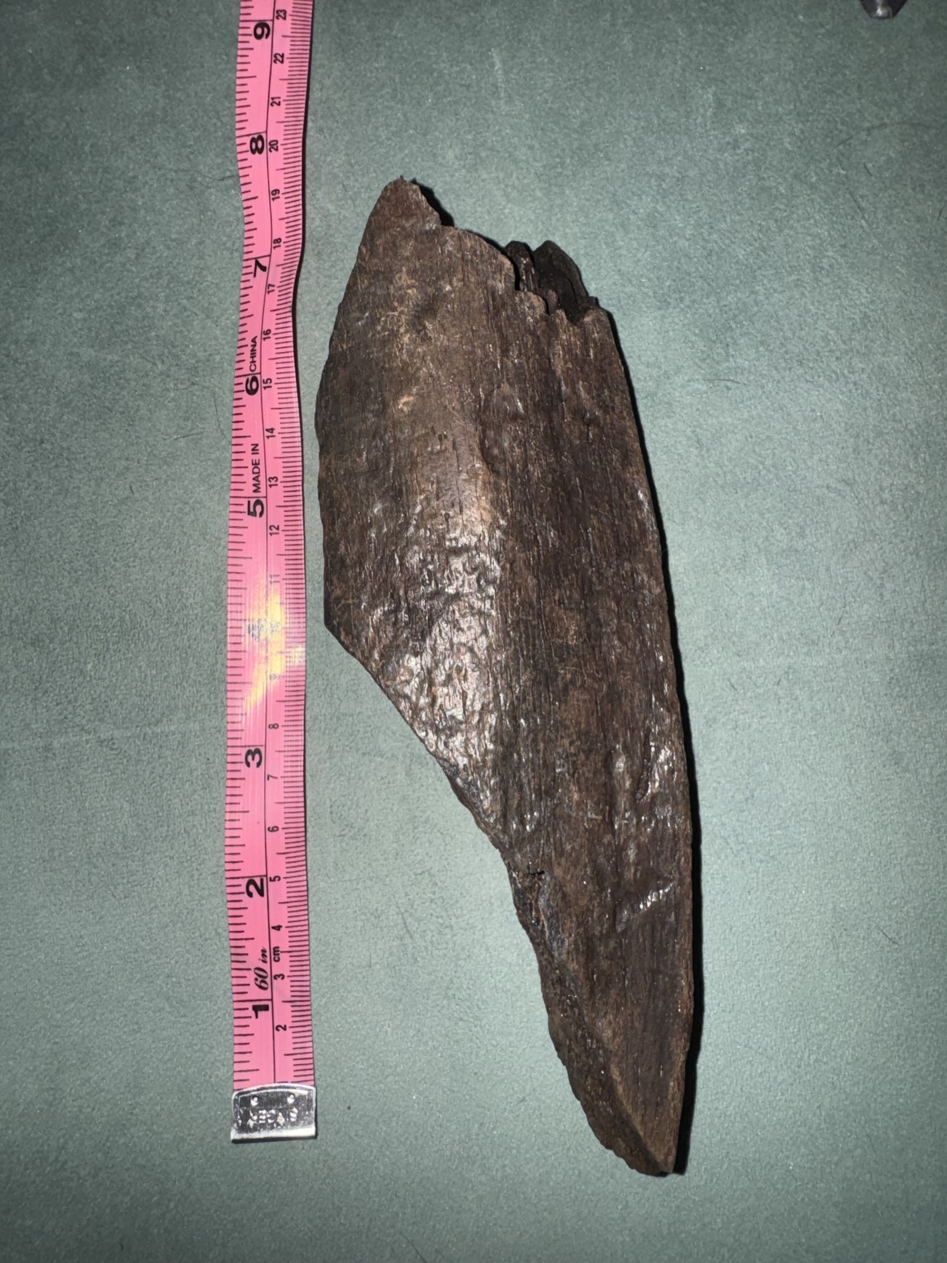 Large bone fragment - Fossil ID - The Fossil Forum