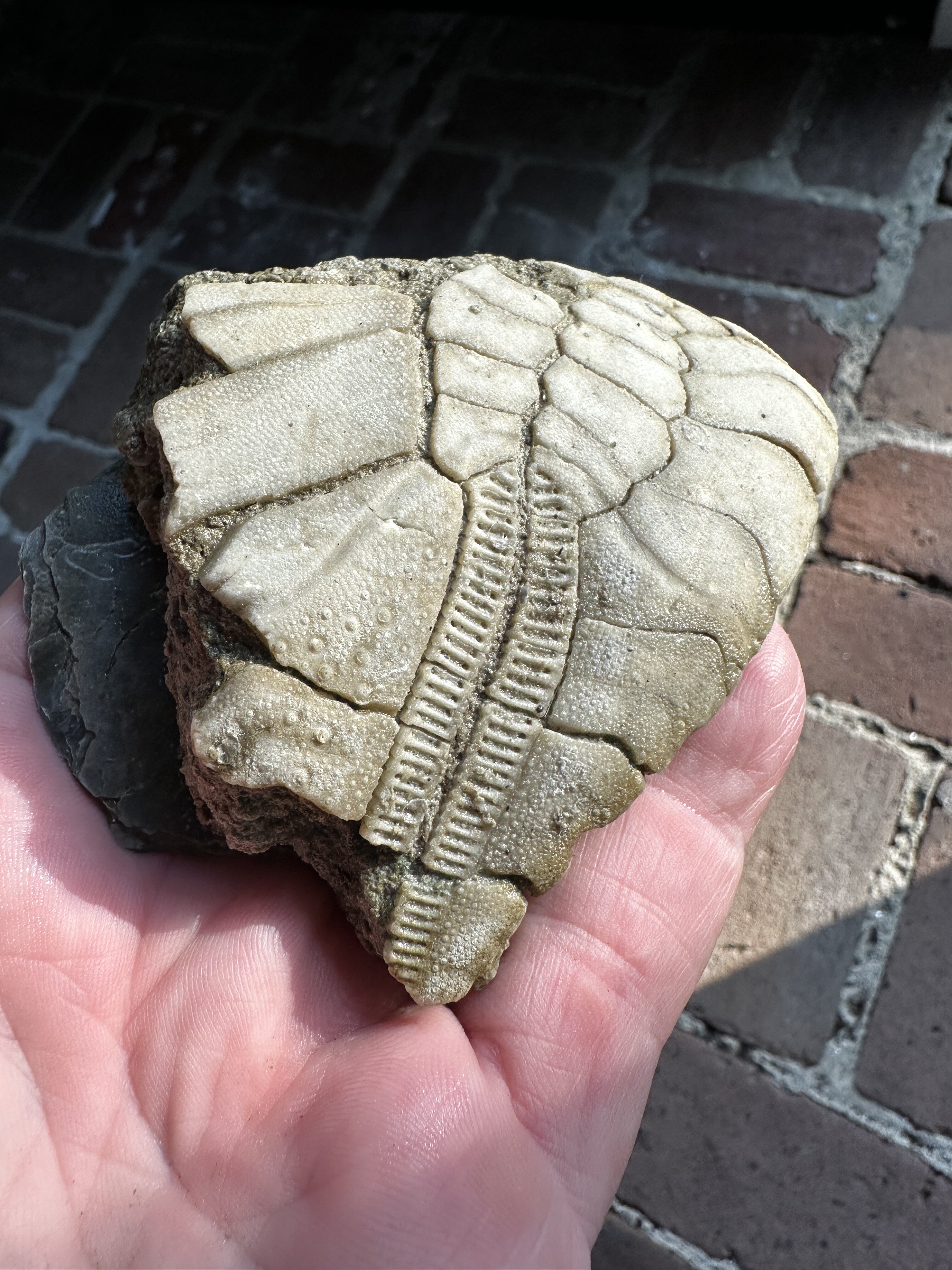 Mouth plate vs a shell - Fossil ID - The Fossil Forum