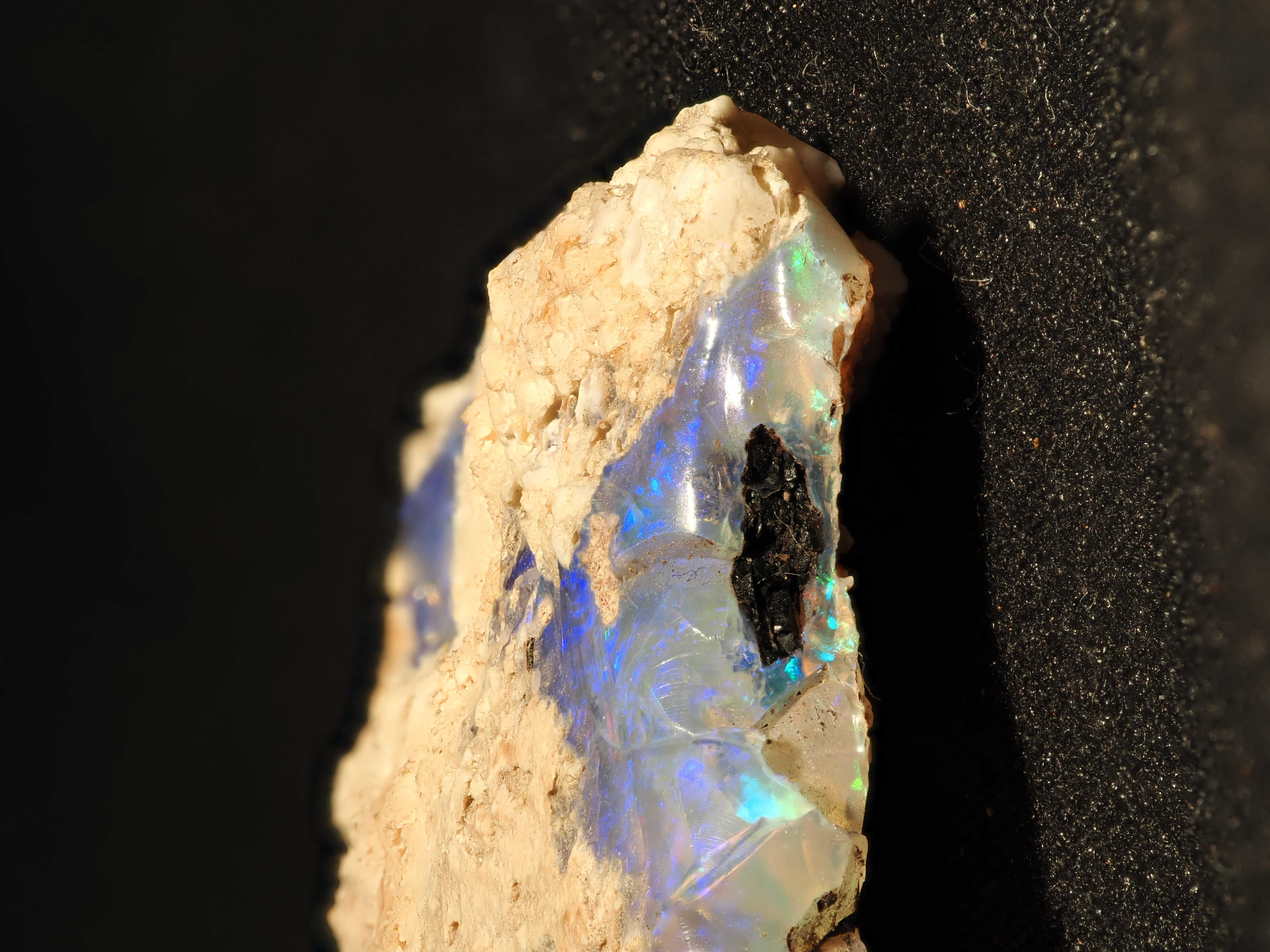 Possible plant or animal structures associated with opal? Inclusions ...