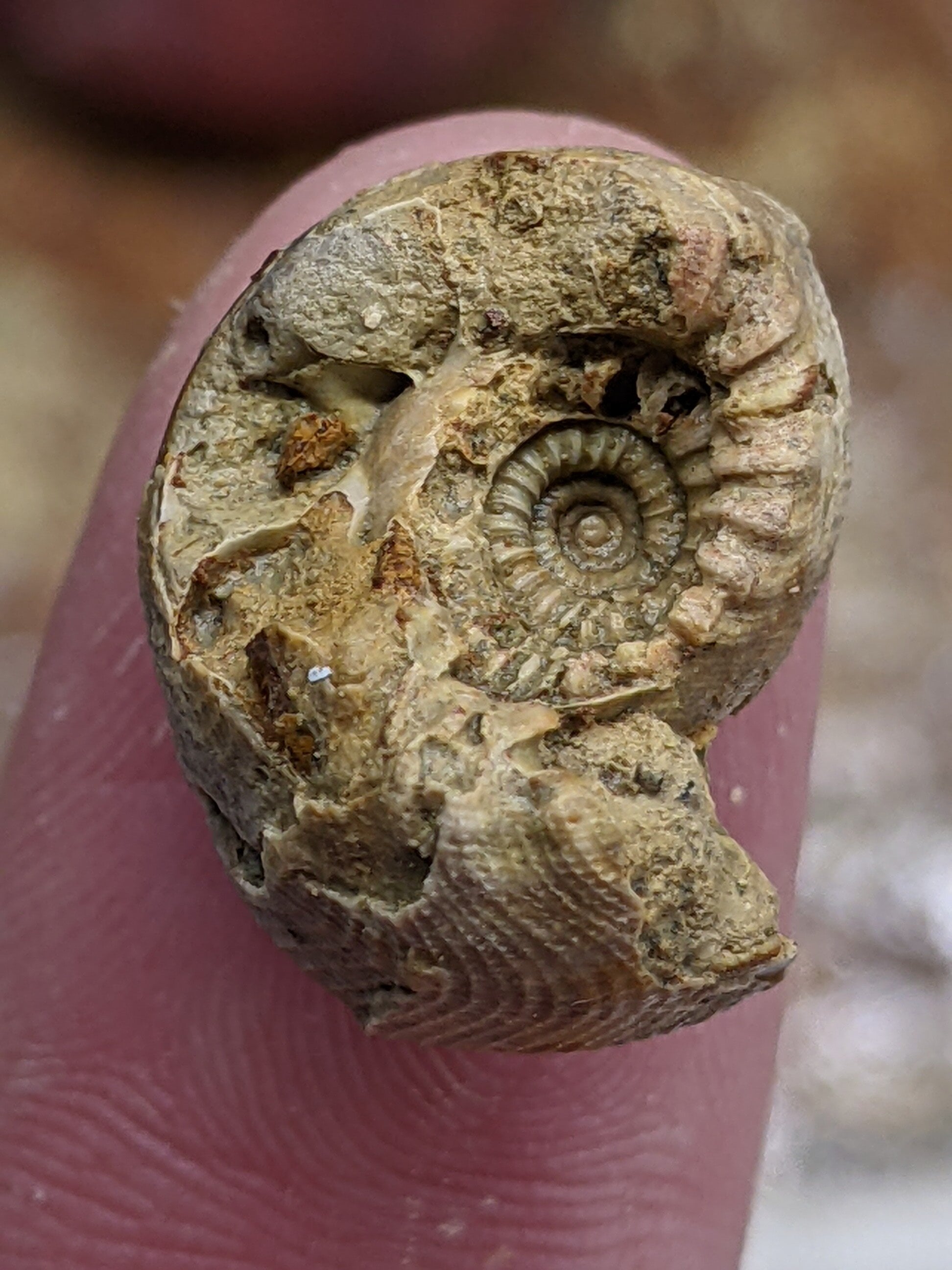 Graham Formation - Finis Shale Member - fossil goniatite? - Fossil ID ...