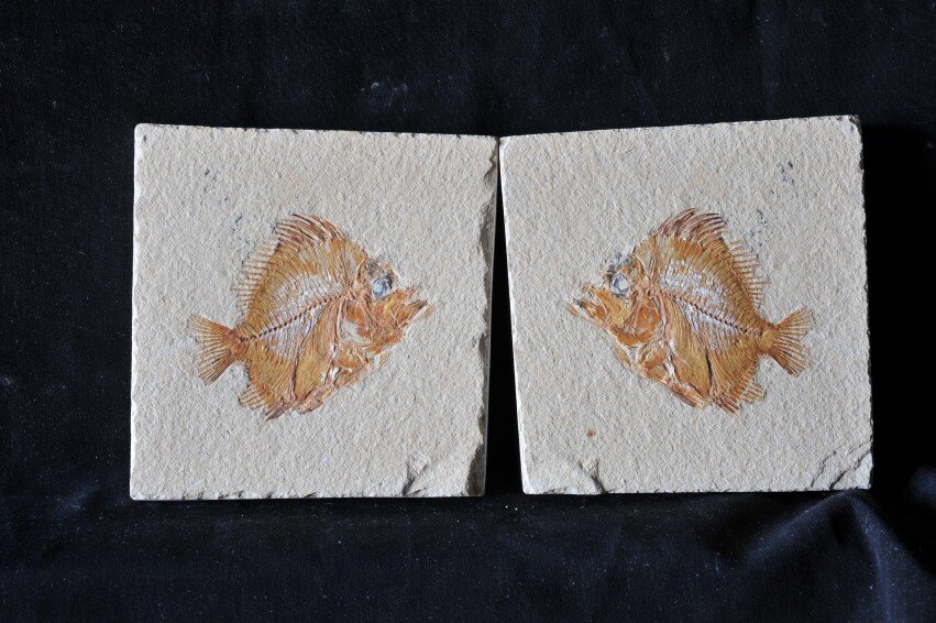 Double (Positive/Negative) Pycnosteroides levispinosus – Lebanese ...