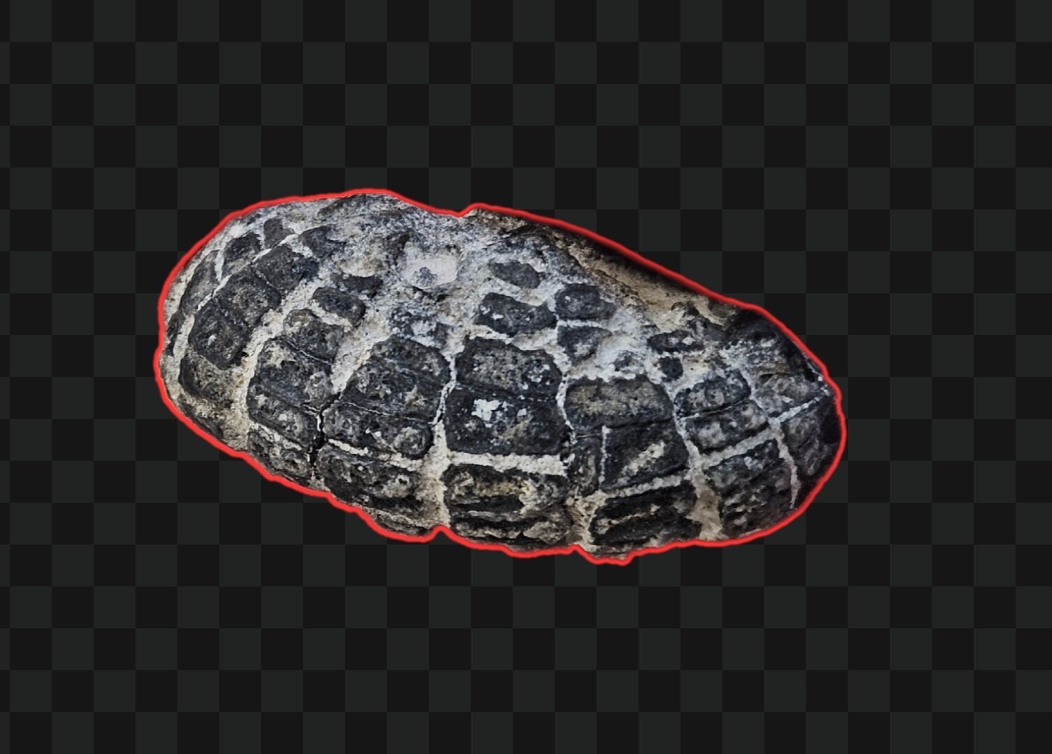 Scale-pattern fossil? Beach find (Netherlands) - Fossil ID - The Fossil ...