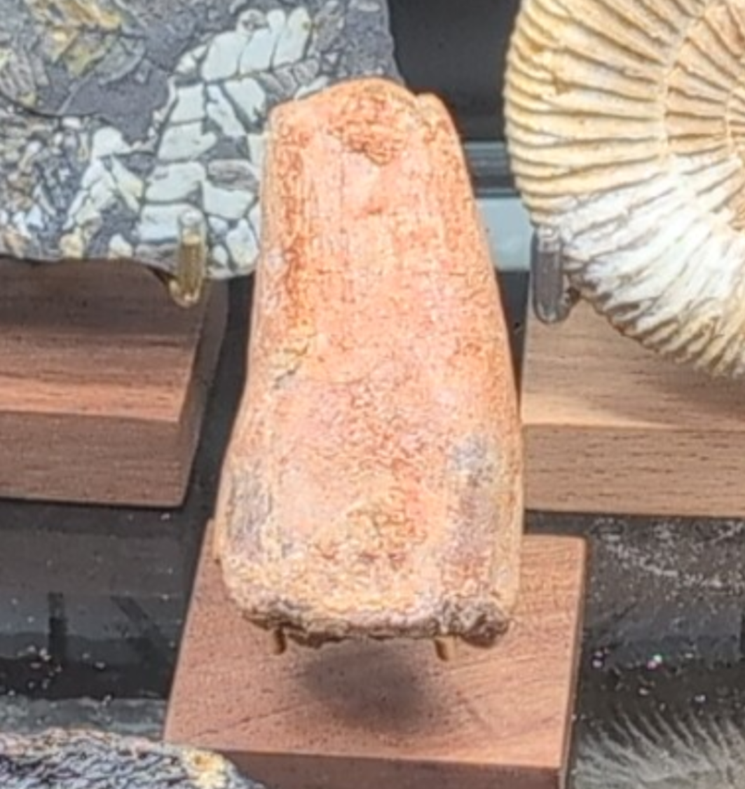 Restoring broken spinosaurus tooth - yes or no? - Fossil Preparation ...