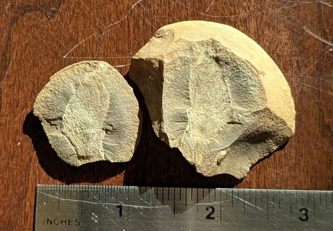 Fossil ID fossil wing? - Fossil ID - The Fossil Forum