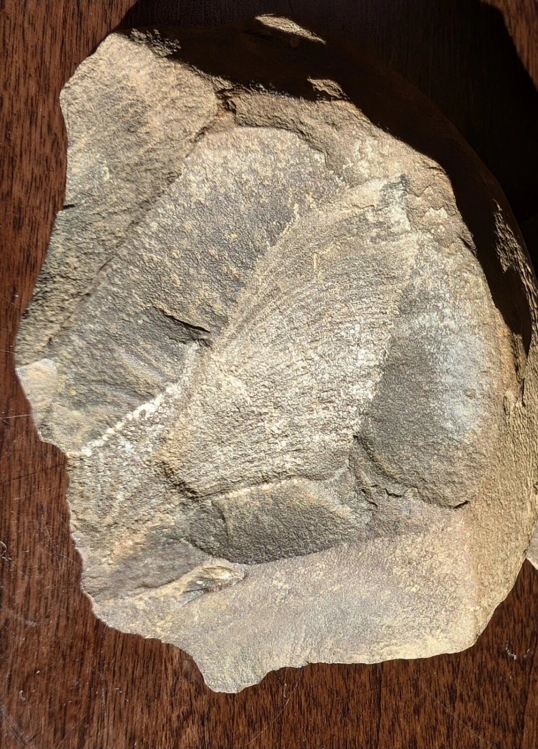 Fossil ID fossil wing? - Fossil ID - The Fossil Forum