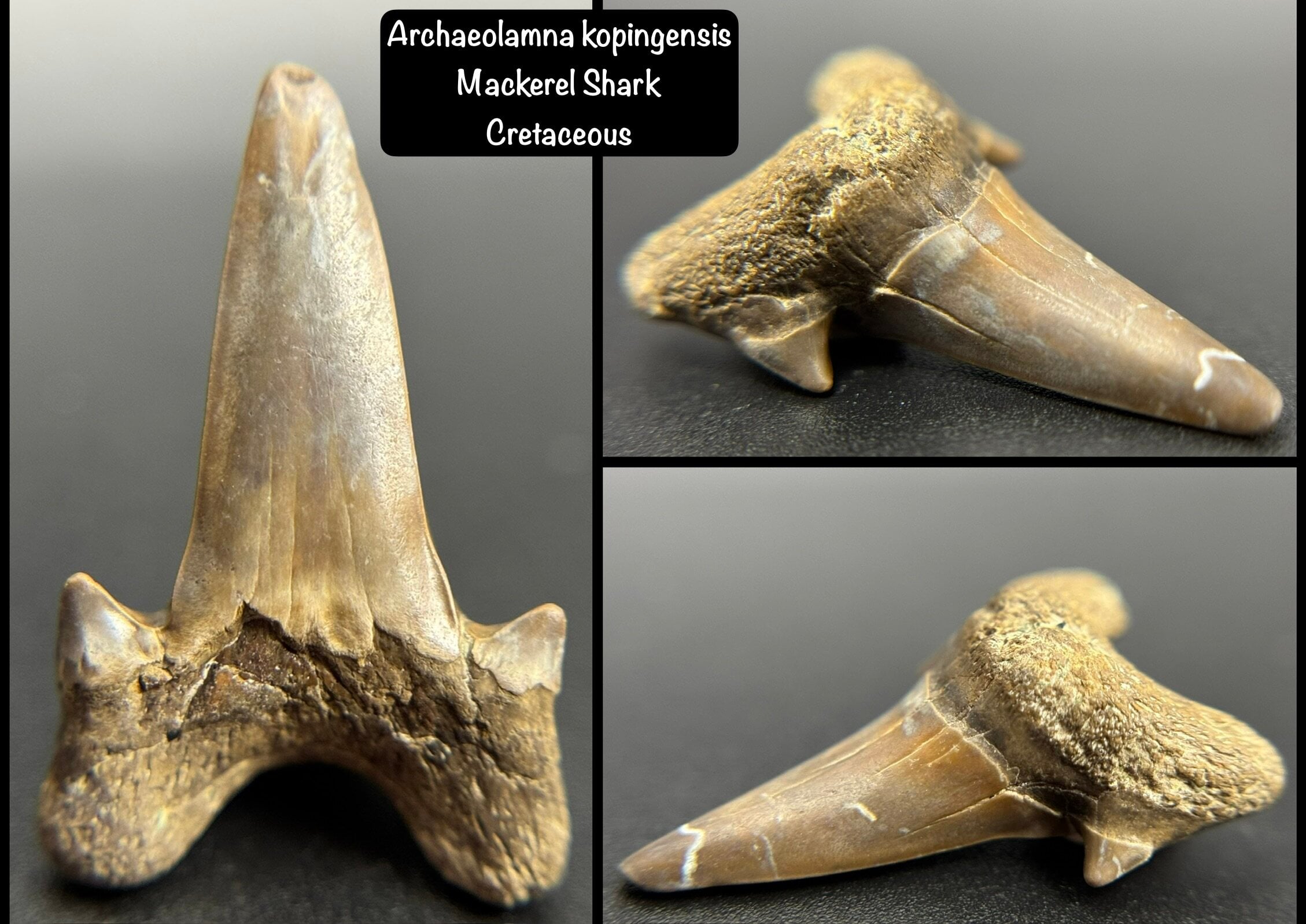2026 Fossil Trips - Fossil Hunting Trips - The Fossil Forum