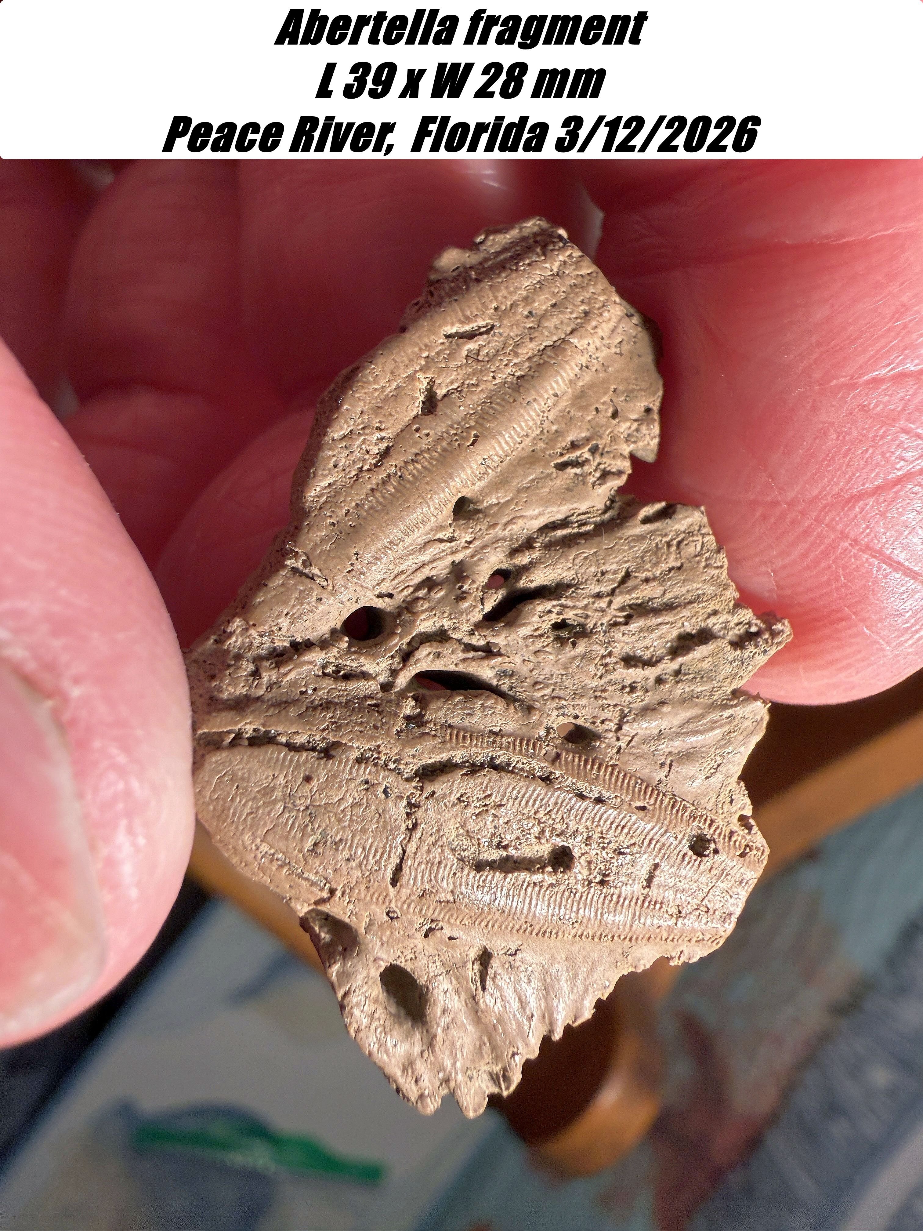 Hunting the Peace. March 12th.. - Fossil Hunting Trips - The Fossil Forum