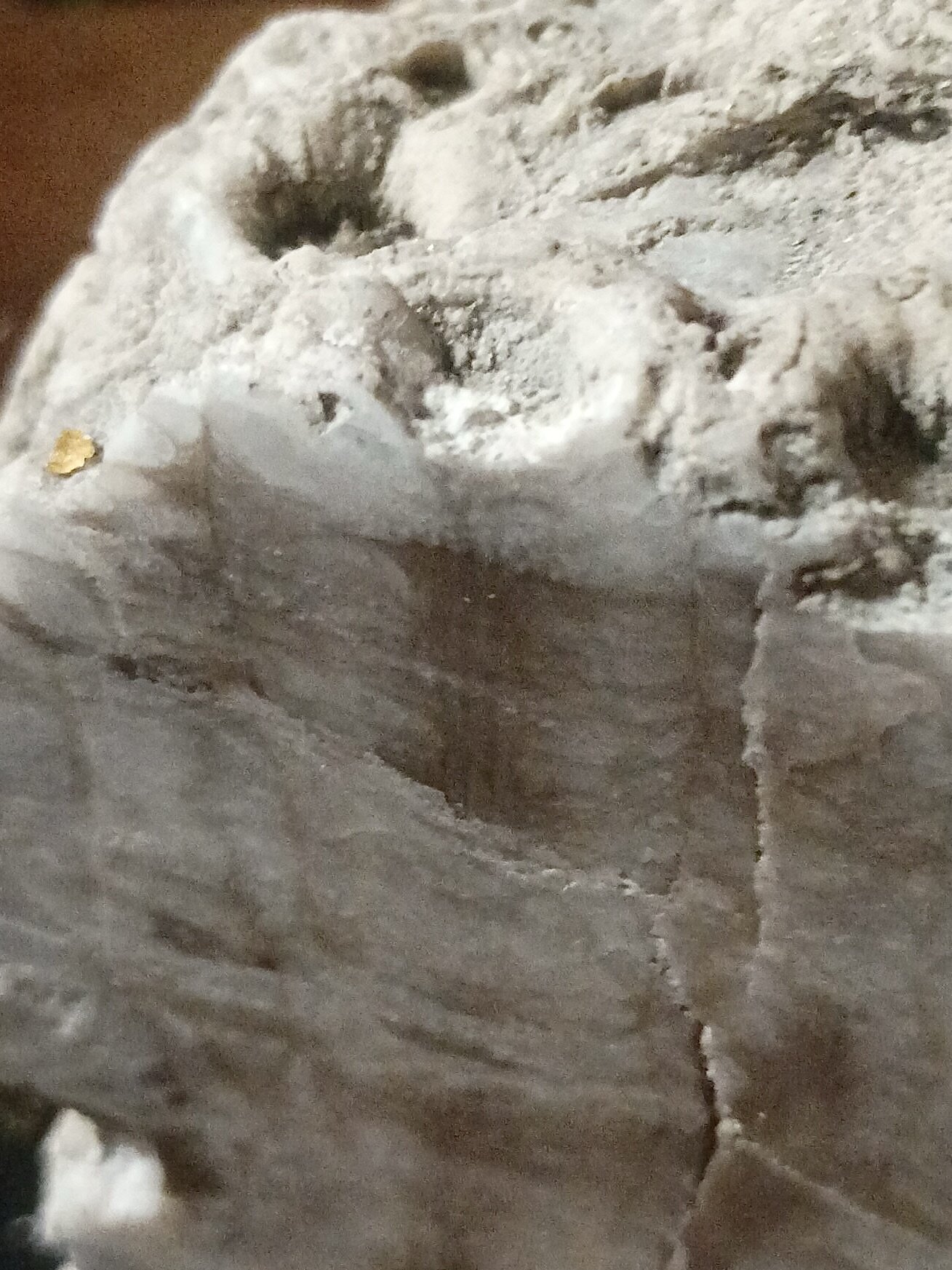 Feather duster fossil? - Fossil ID - The Fossil Forum