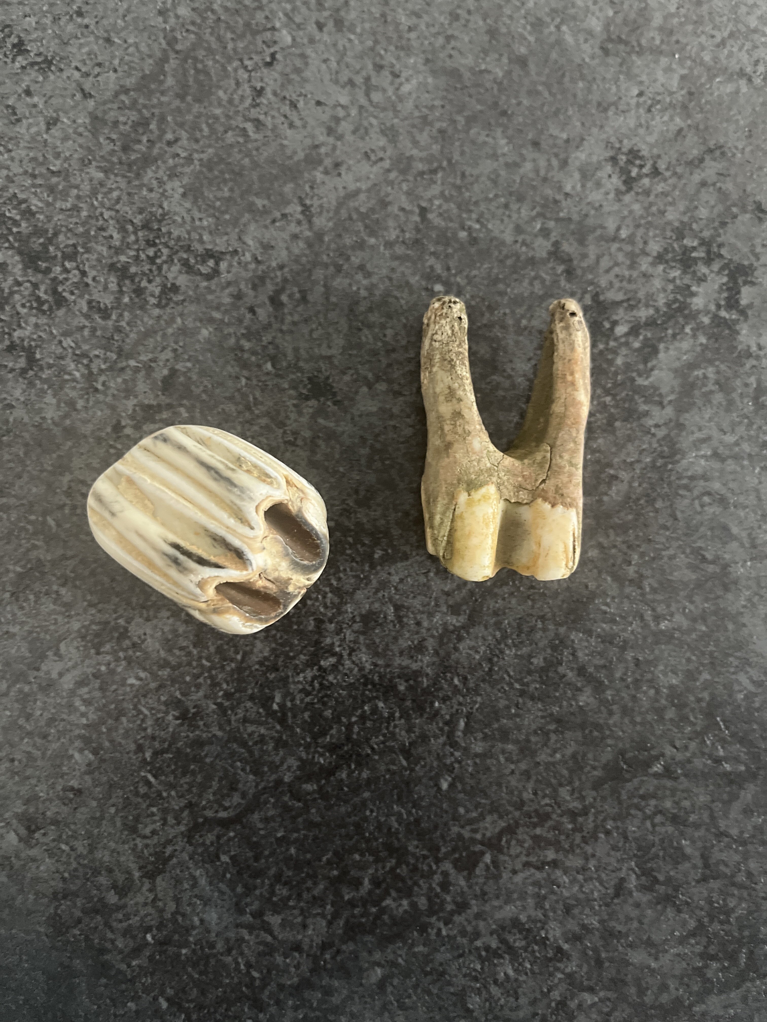 Found on a Scottish beach. - Fossil ID - The Fossil Forum