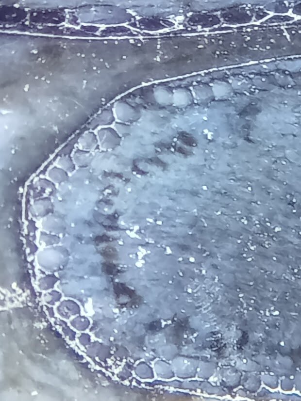 Glomites rhyniensis in Aglaophyton majus - Devonian - The Fossil Forum