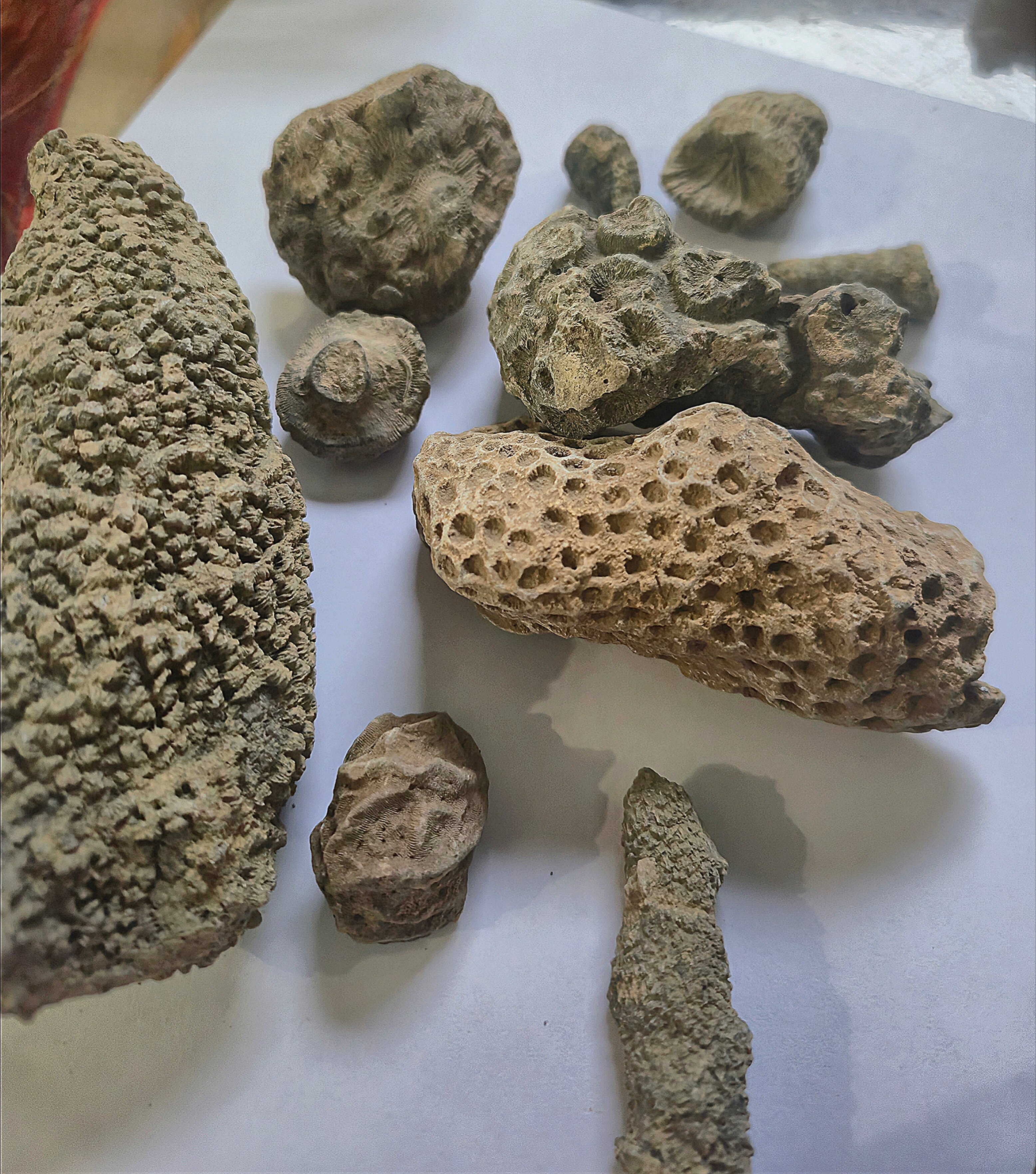Parasite on coral? - Fossil ID - The Fossil Forum