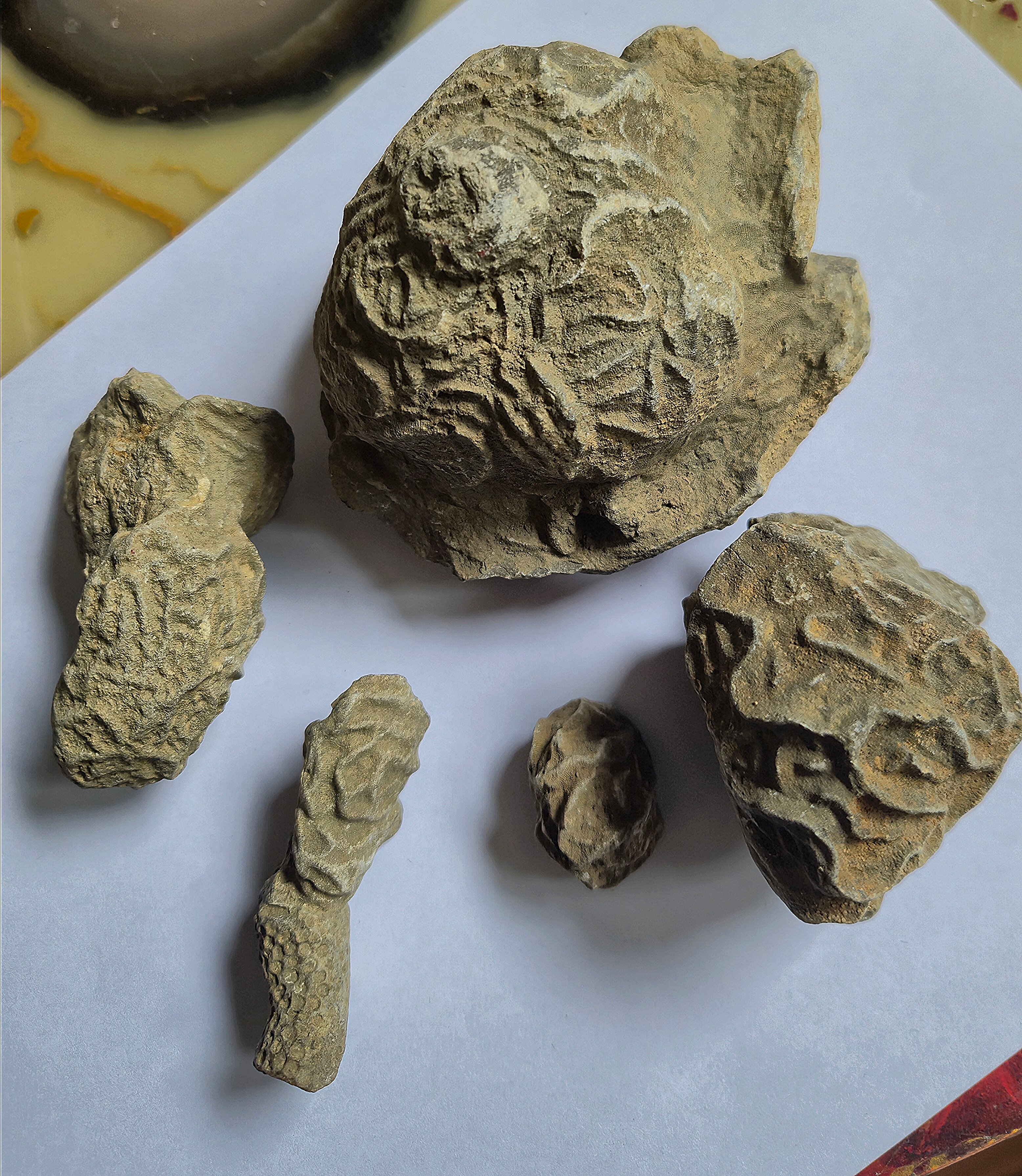 Parasite on coral? - Fossil ID - The Fossil Forum