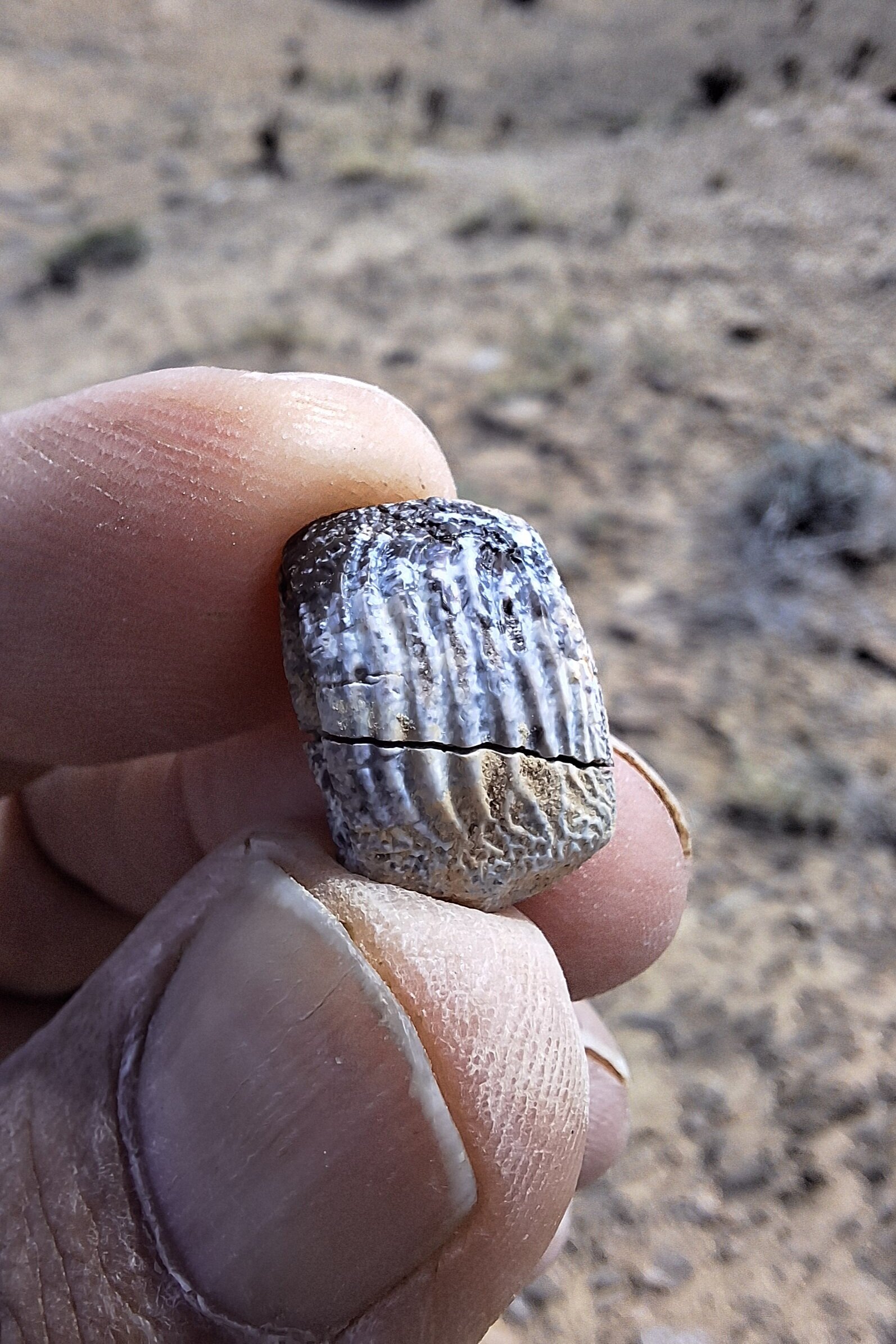 A new record of Ptychodus martini in the Western Interior? - Fossil ID ...