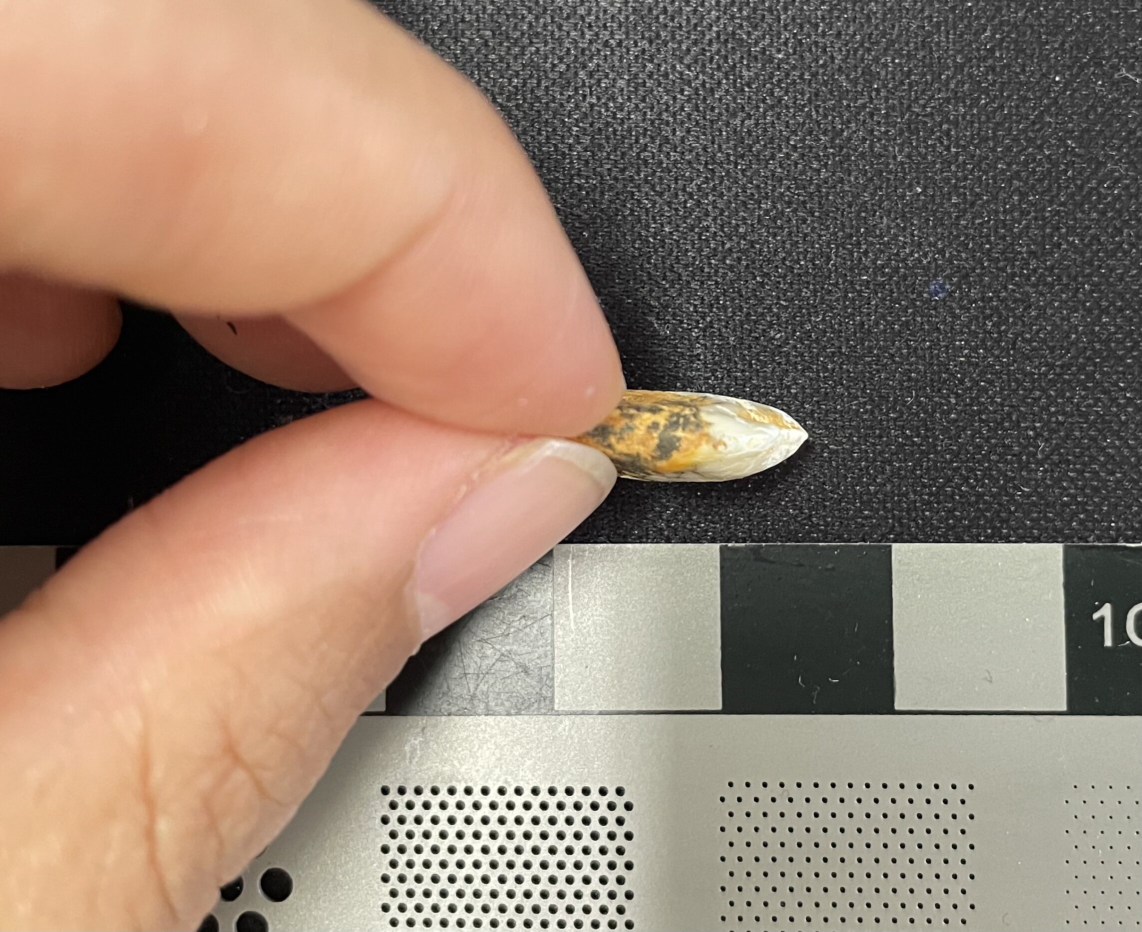 A fossil Sus(?) tooth - from southern China - Fossil ID - The Fossil Forum
