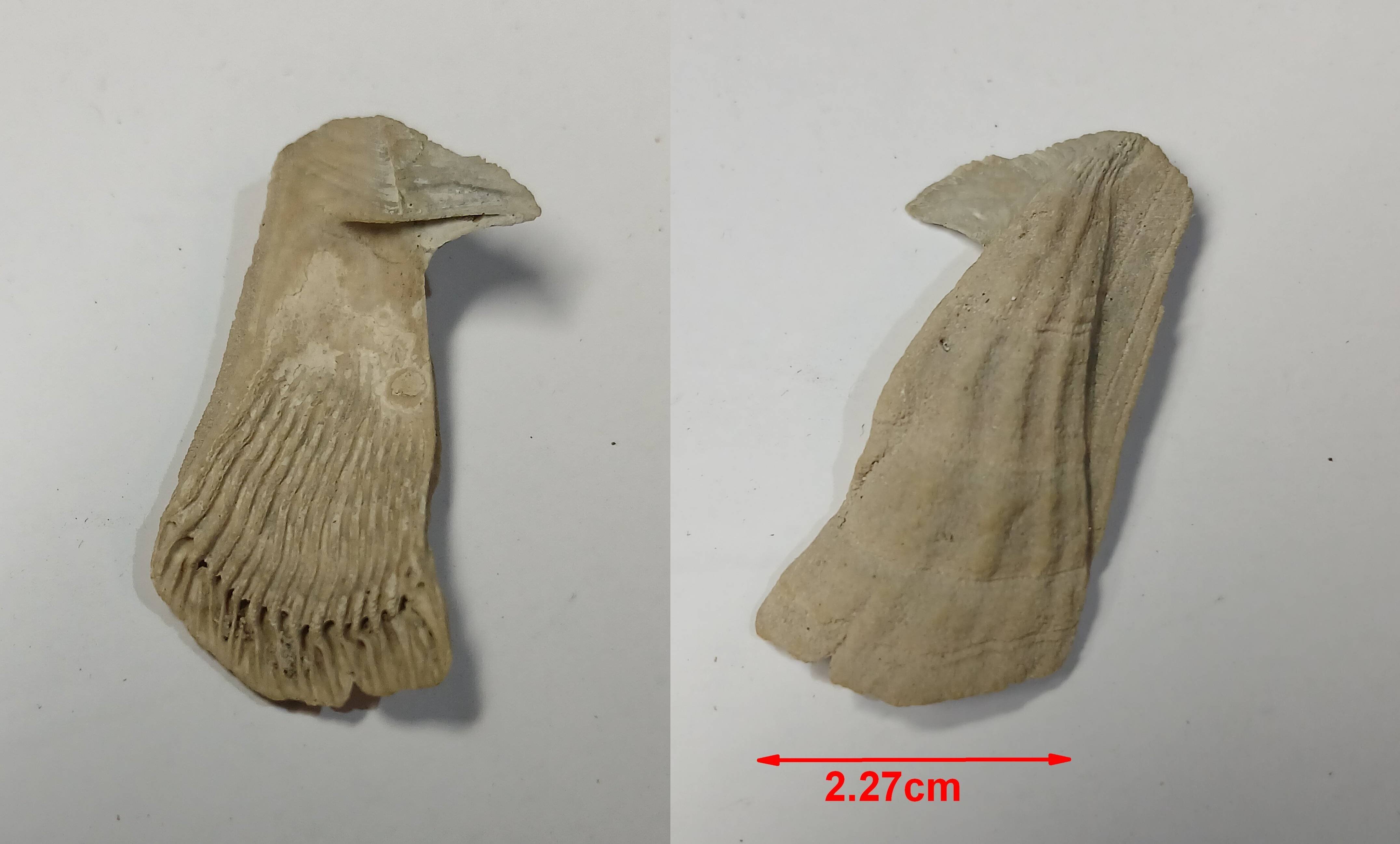 Unusual tooth - Fossil ID - The Fossil Forum