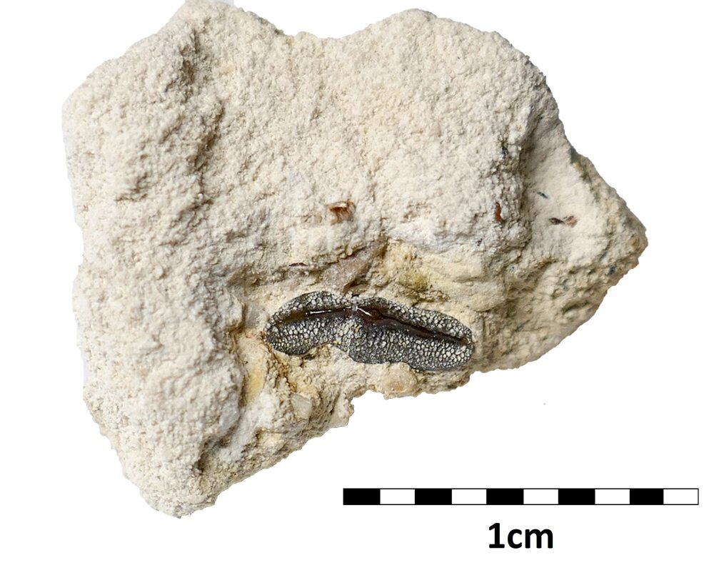 Fossil hunting in the Maastrichtian of the ENCI quarry, Maastricht ...