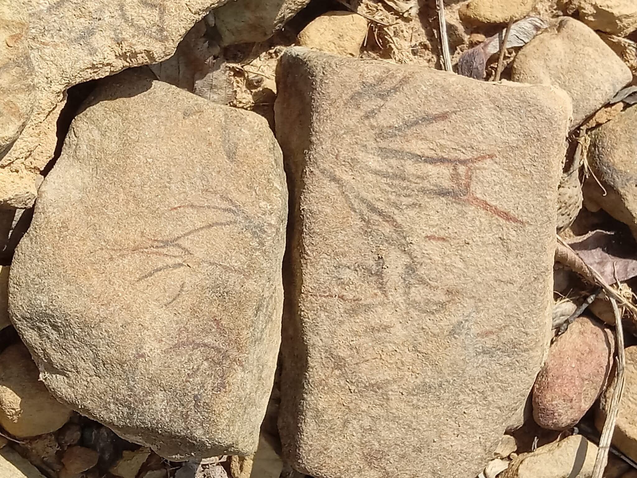 Possibly plant? Ichnofossil - Fossil ID - The Fossil Forum