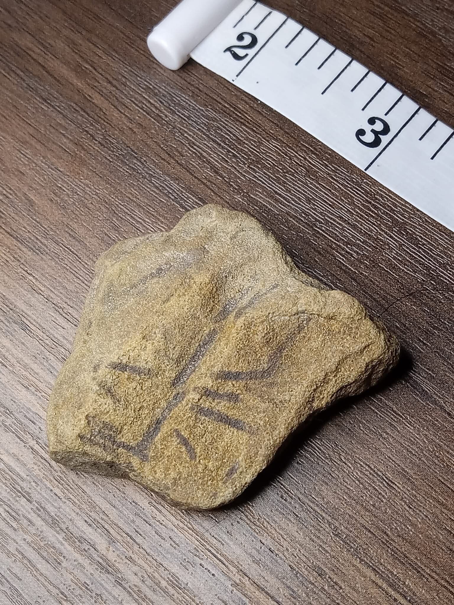 Possibly plant? Ichnofossil - Fossil ID - The Fossil Forum