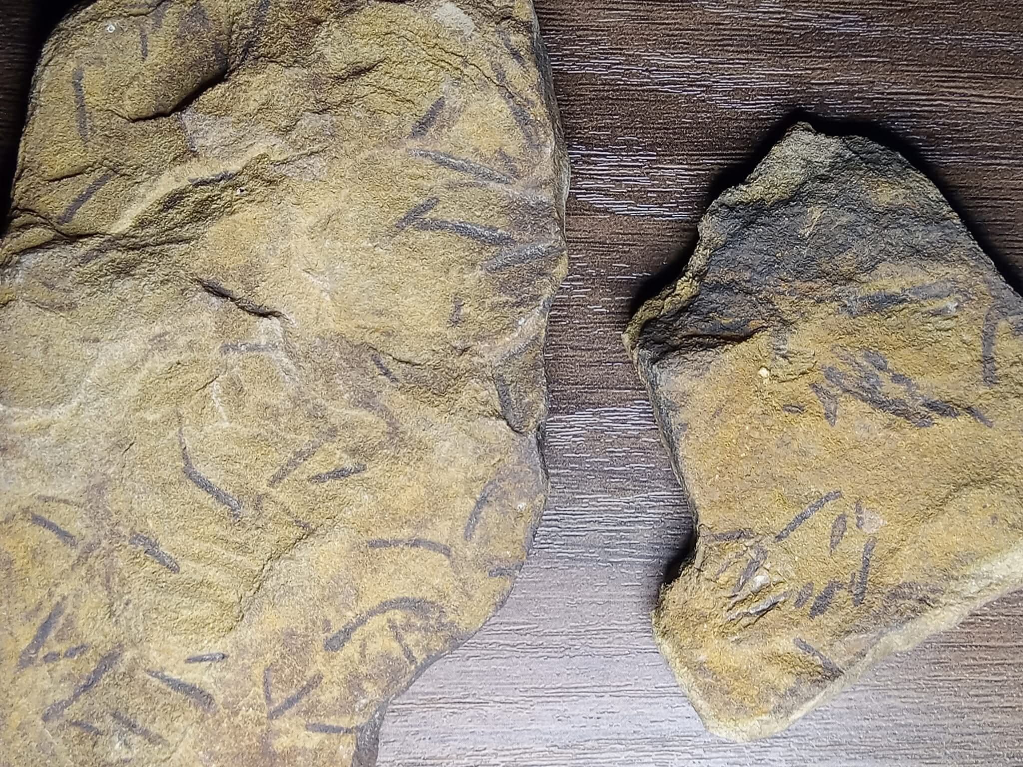 Possibly plant? Ichnofossil - Fossil ID - The Fossil Forum