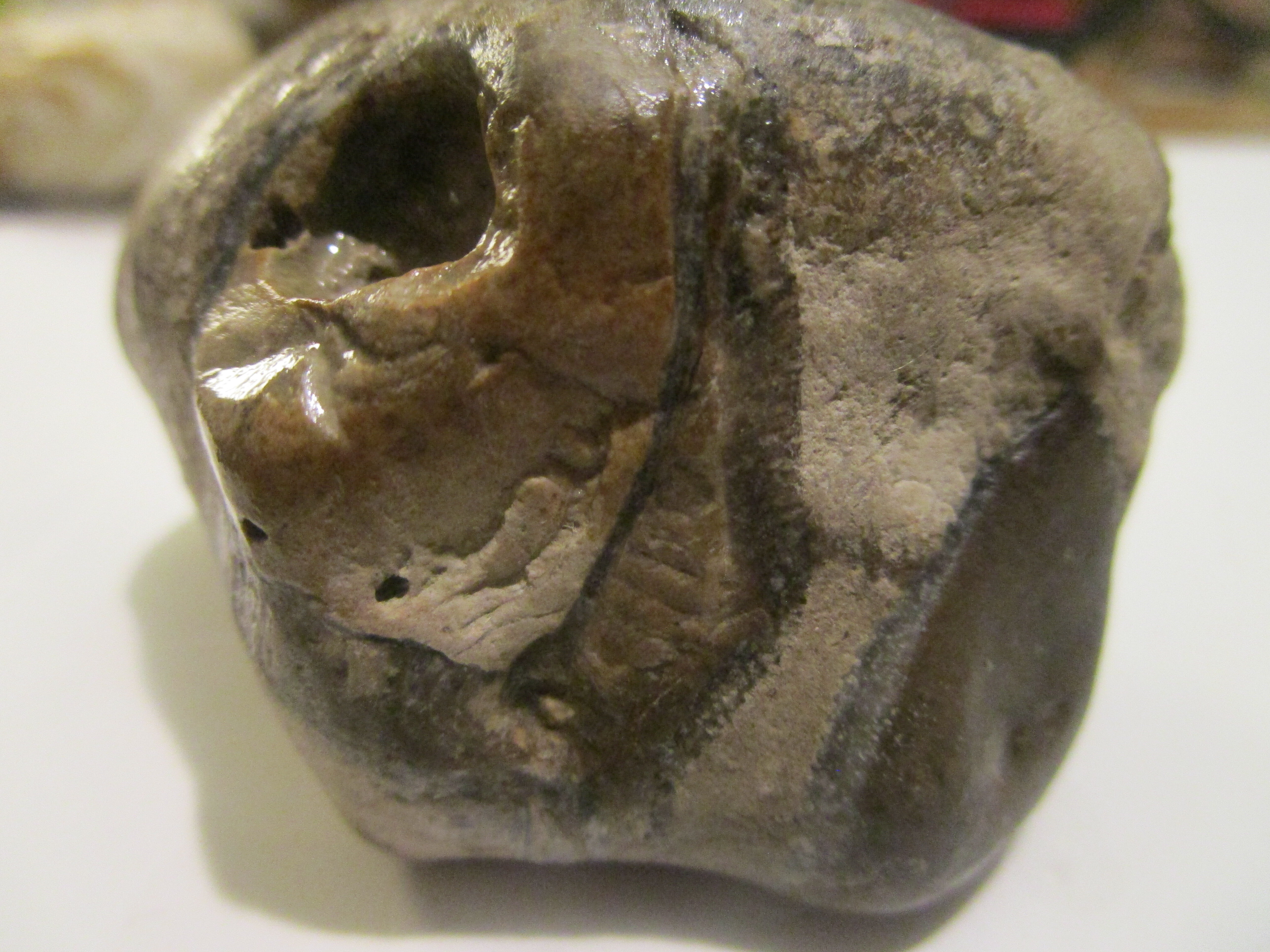 Trace Fossils and gray blob - Fossil ID - The Fossil Forum