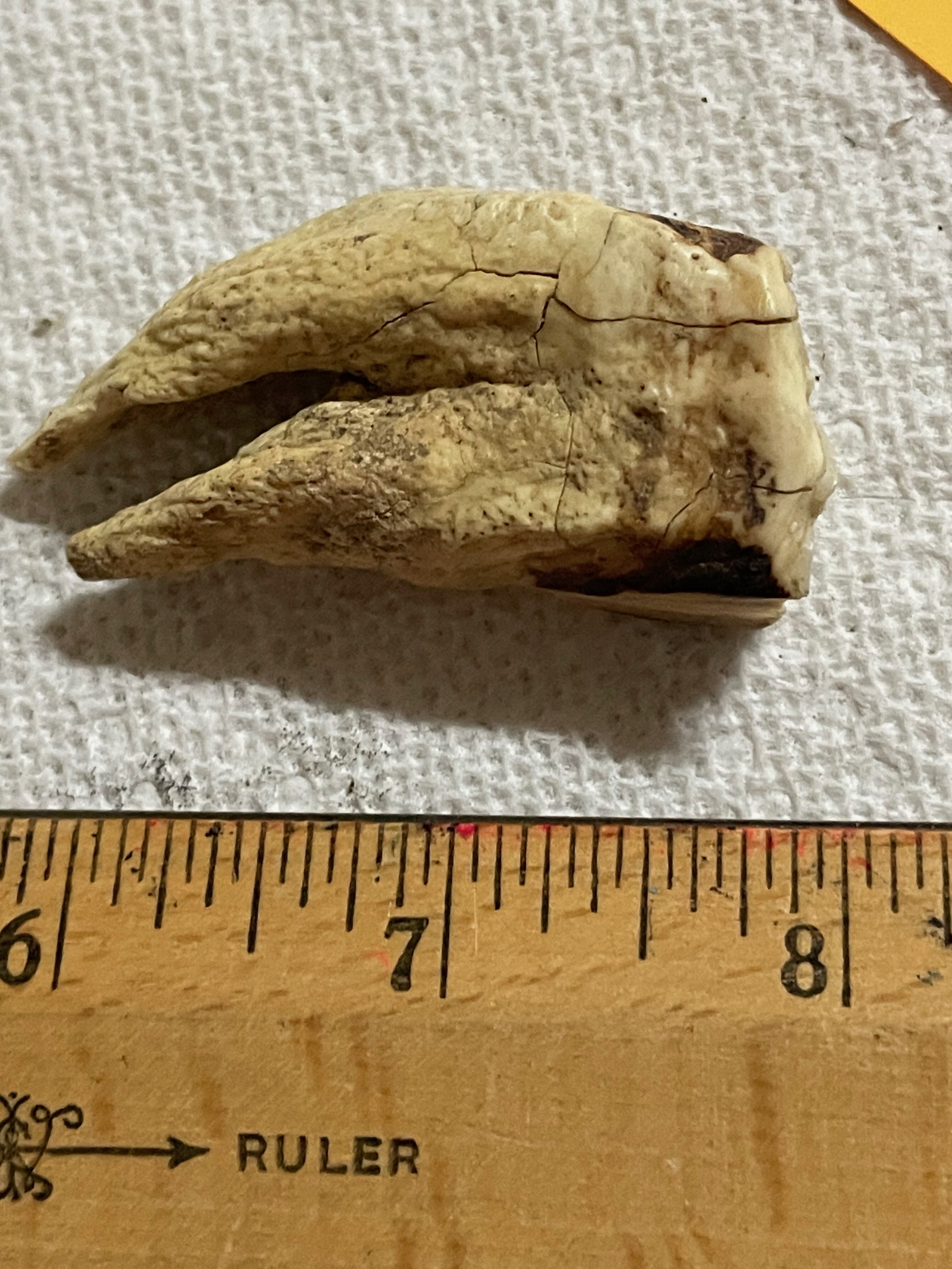Need help with identification please - Claw or Tooth found at North ...