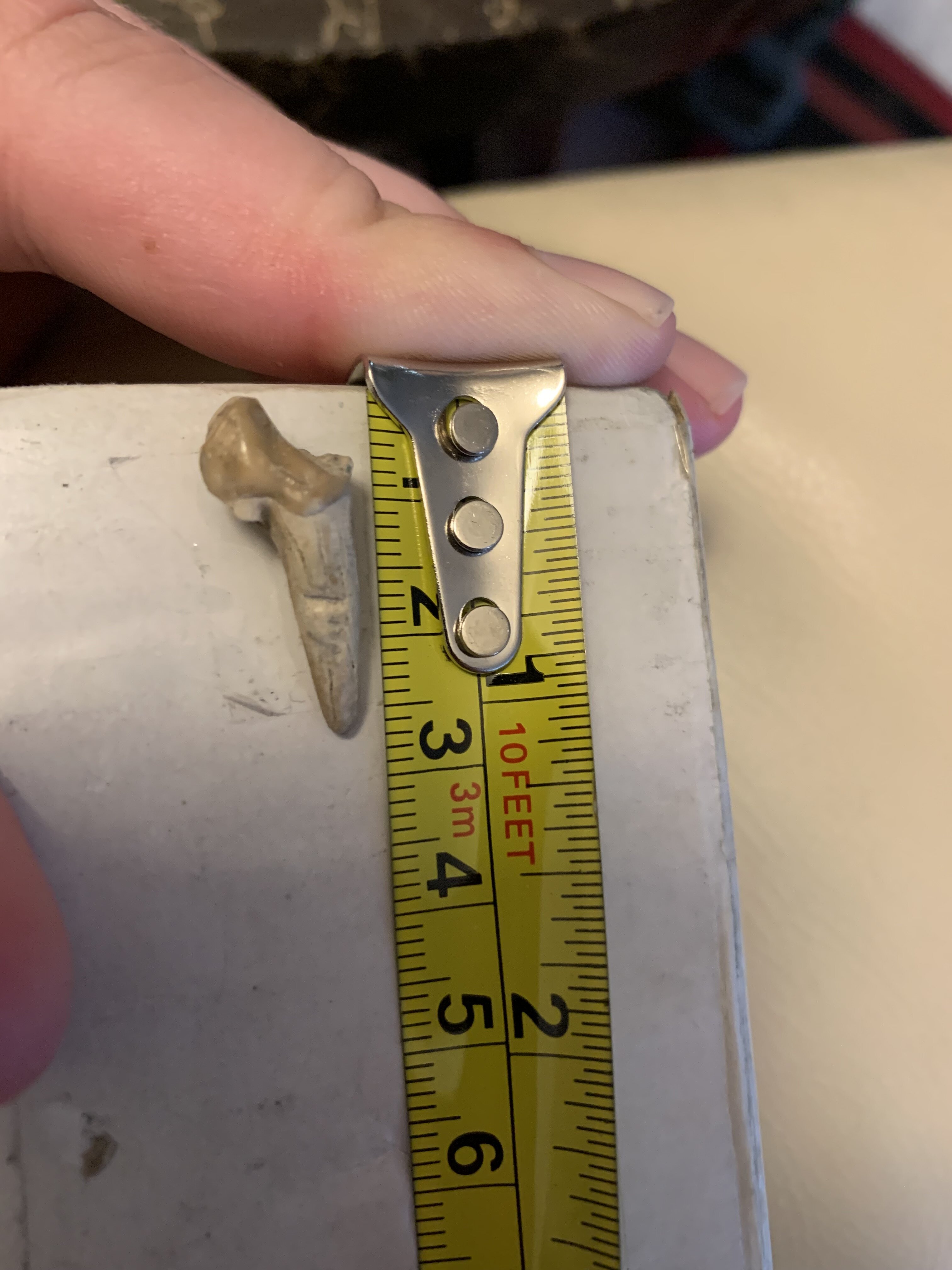 Unidentified Miocene (Musk Deer?) Tooth - Fossil ID - The Fossil Forum