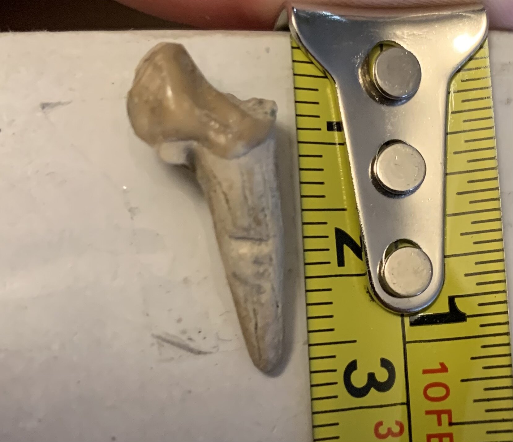 Unidentified Miocene (Musk Deer?) Tooth - Fossil ID - The Fossil Forum