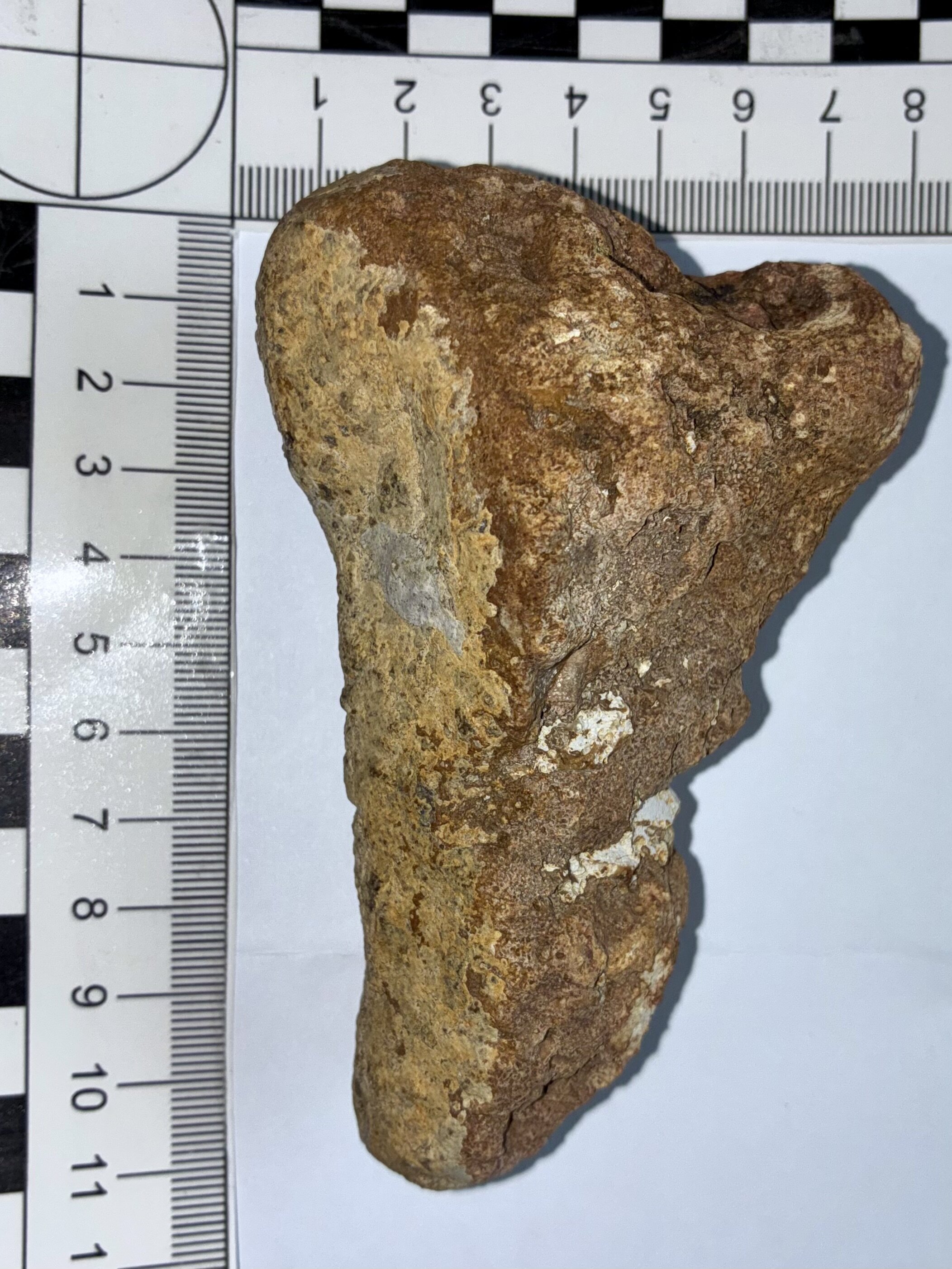 Looks like the end of a long bone? Central Texas, Williamson County ...