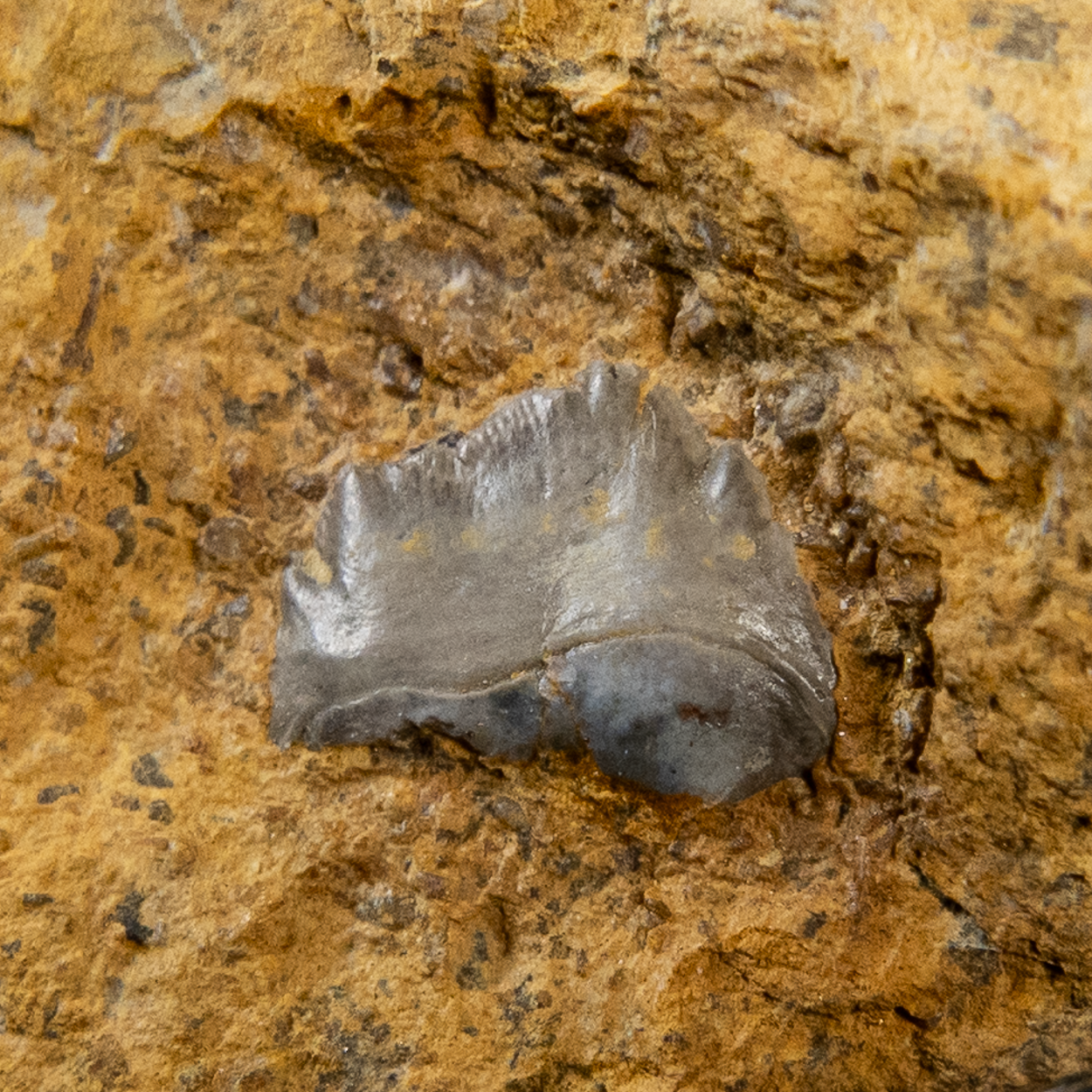 Paleozoic Chondrichthyan (Petalodont?) Tooth from Lansing Group, Kansas ...