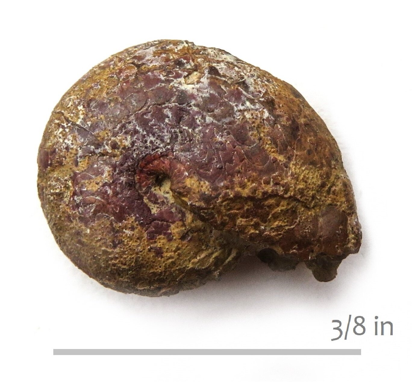 March Fossil Finds 2026 - Member Collections - The Fossil Forum