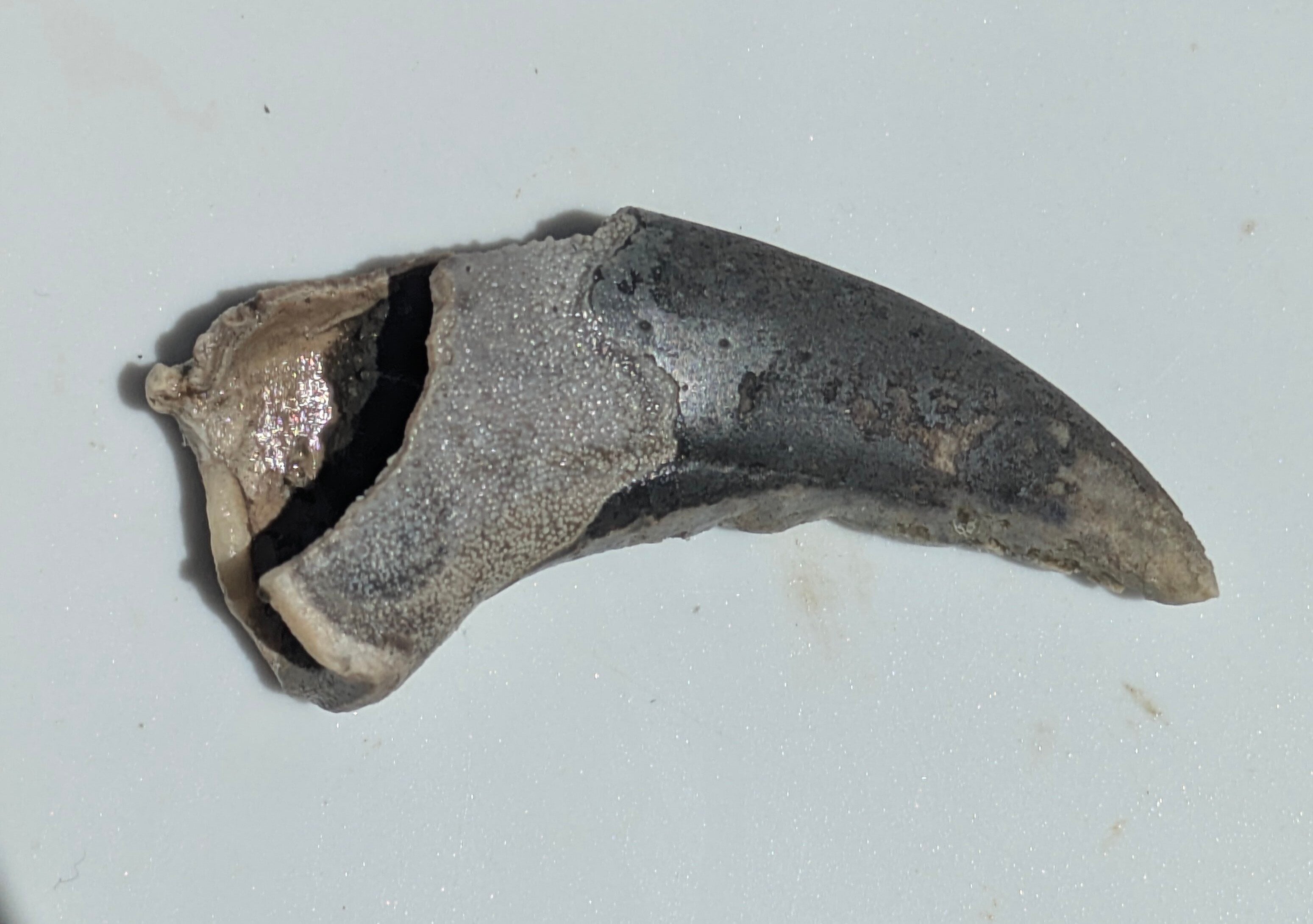Found this on the shore of Georgia - Fossil ID - The Fossil Forum