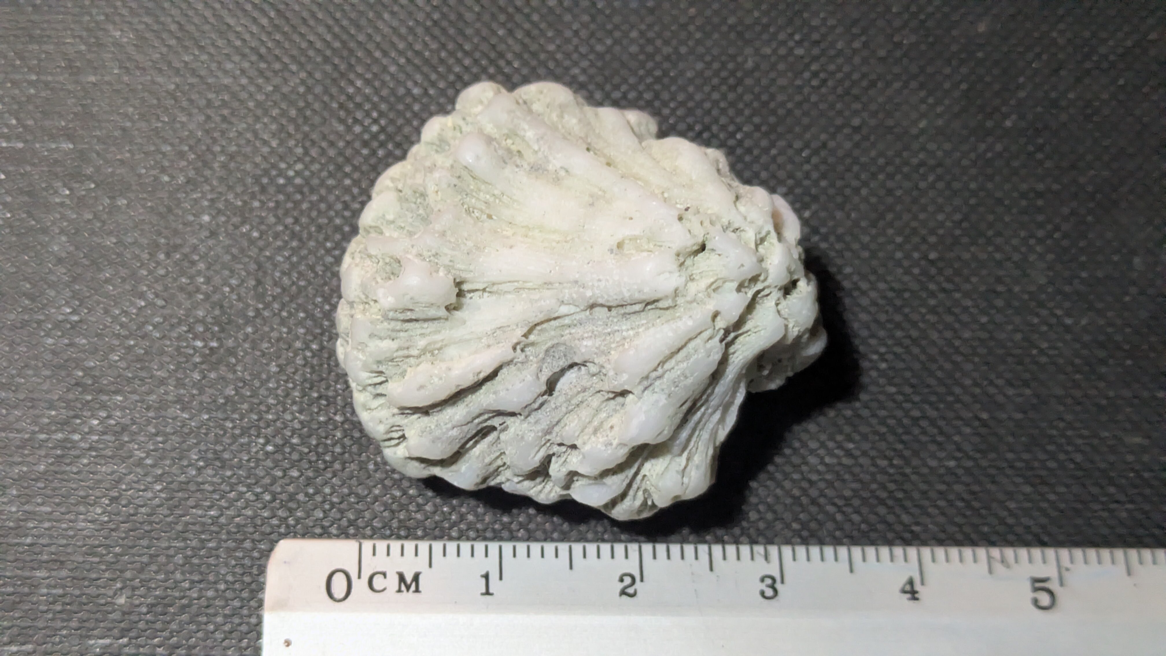 Coral from Phi Phi islands, Thailand. Is this a fossil? - Fossil ID ...