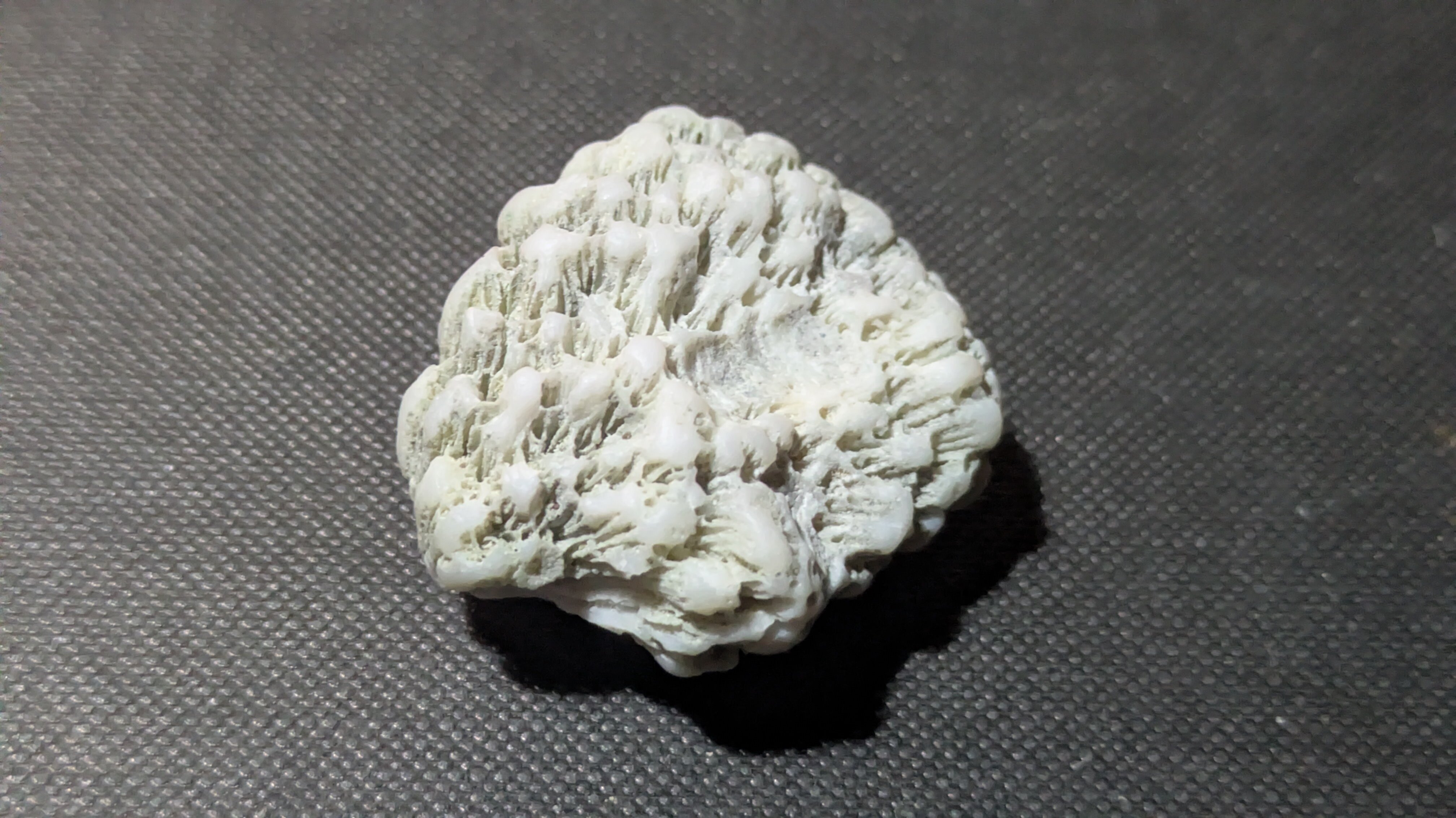 Coral from Phi Phi islands, Thailand. Is this a fossil? - Fossil ID ...