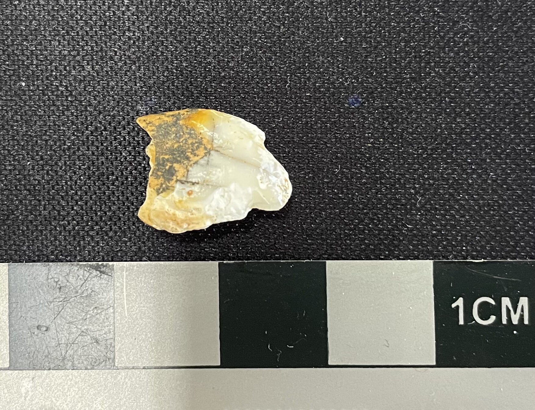 A fossil Sus(?) tooth - from southern China - Fossil ID - The Fossil Forum