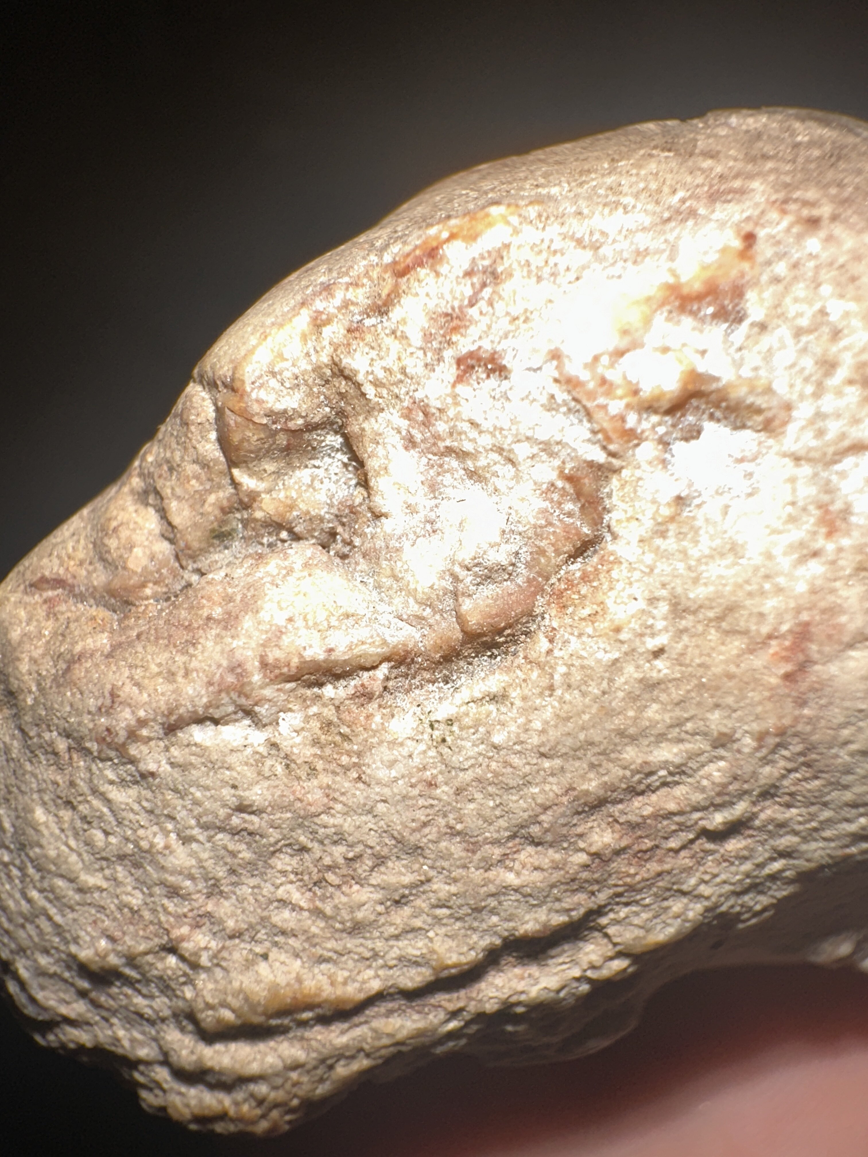 Dinosaur egg and embryo? - Fossil ID - The Fossil Forum