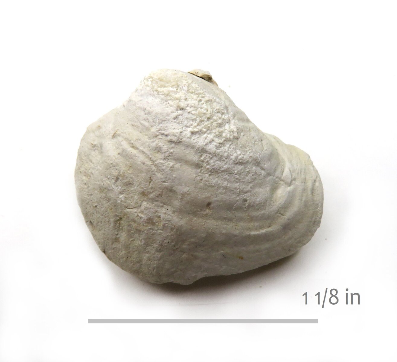 Bivalve Homomya knowltoni Glen Rose Formation - Bivalves - The Fossil Forum