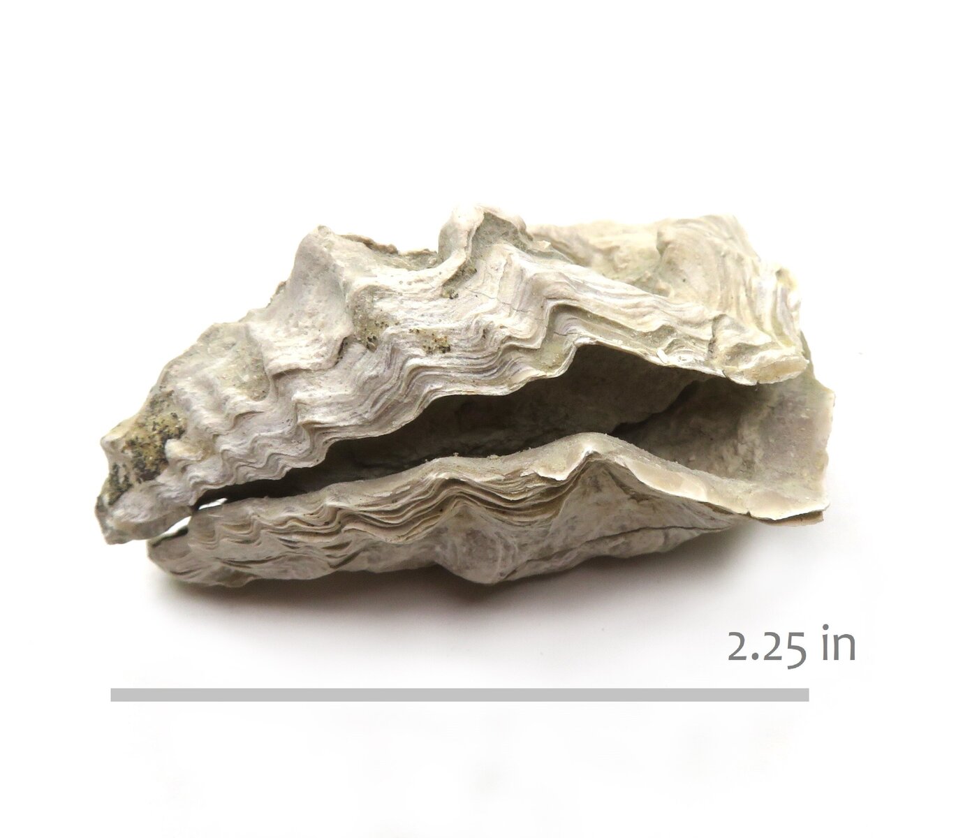 Oyster Lopha sp. Glen Rose Formation - Member Collections - The Fossil ...