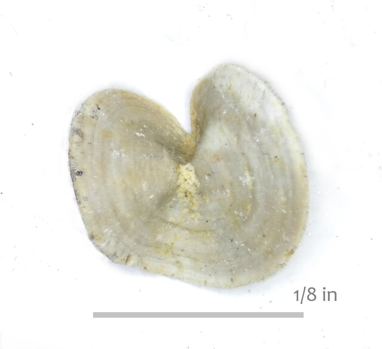 Foraminifera Orbitolina texana Glen Rose Formation - Cretaceous - The ...