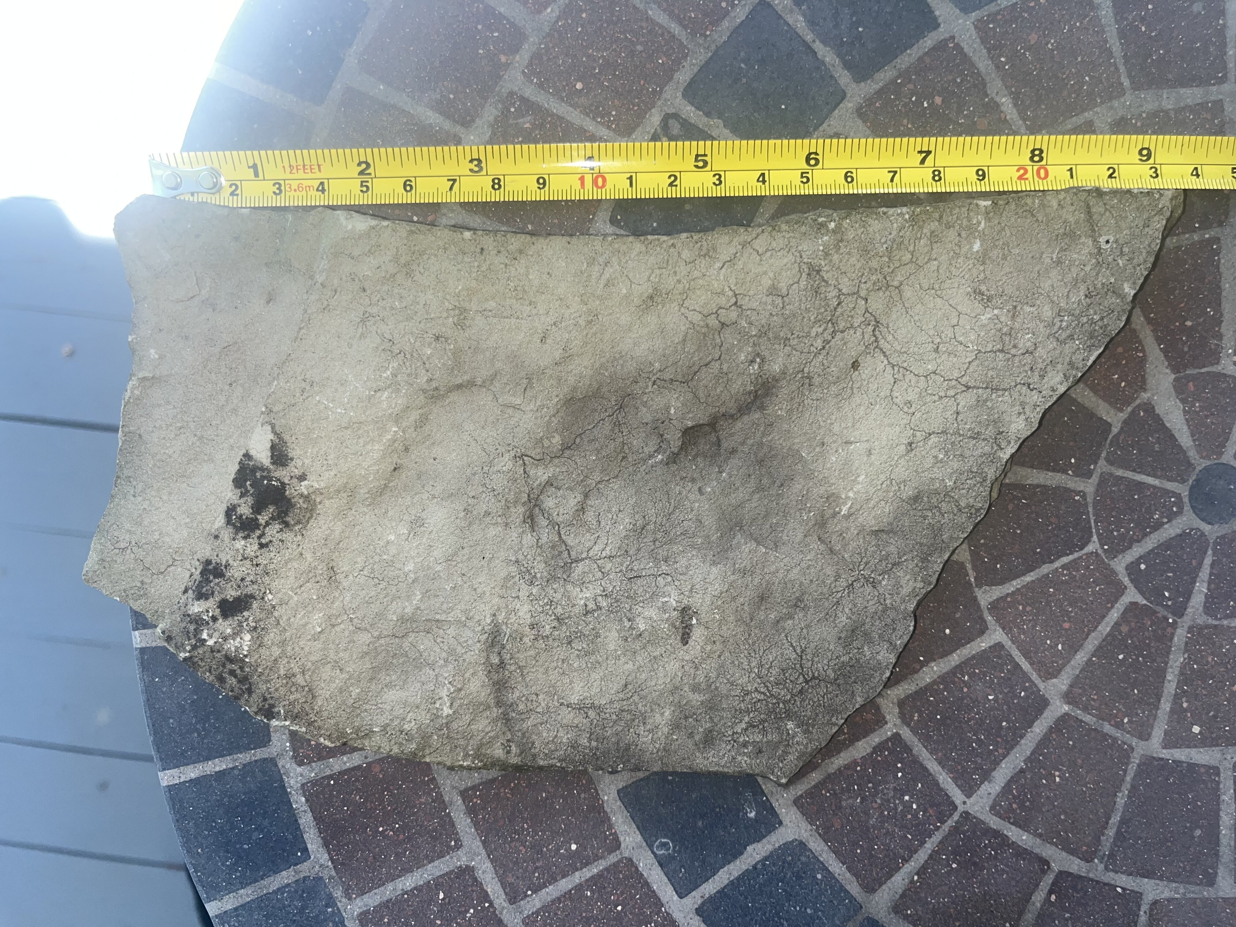 Mycelium? (NOT MODERN ROOTS) - Fossil ID - The Fossil Forum
